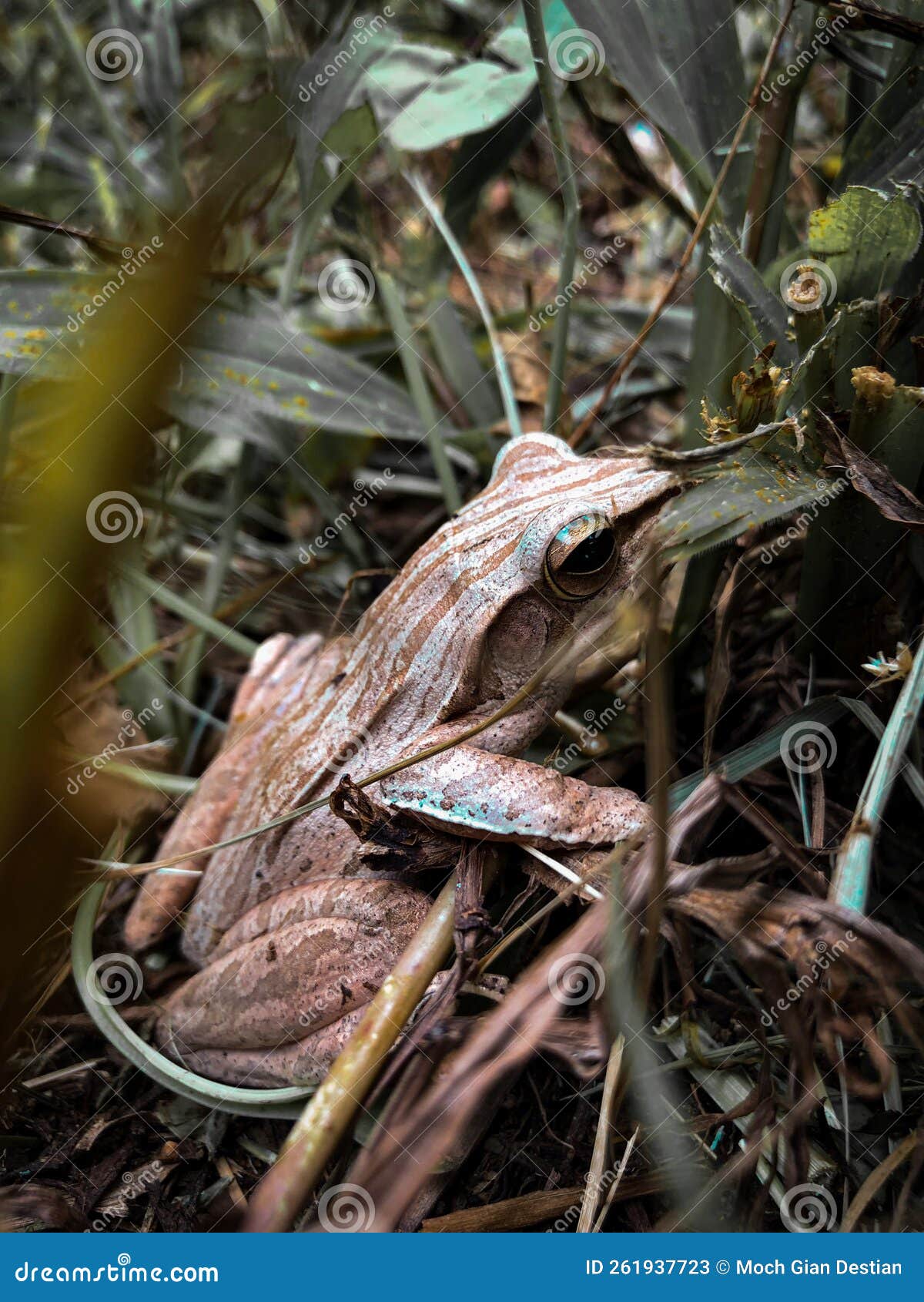 Hidden Frog stock image. Image of frog, look, grass - 261937723