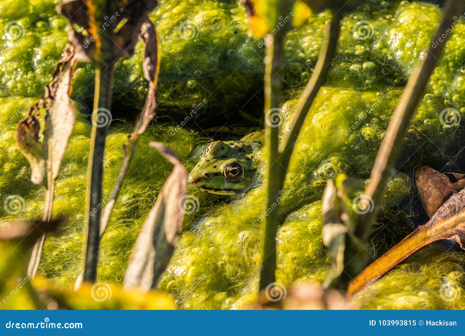 Hidden frog in the lake stock image. Image of enchanted - 103993815