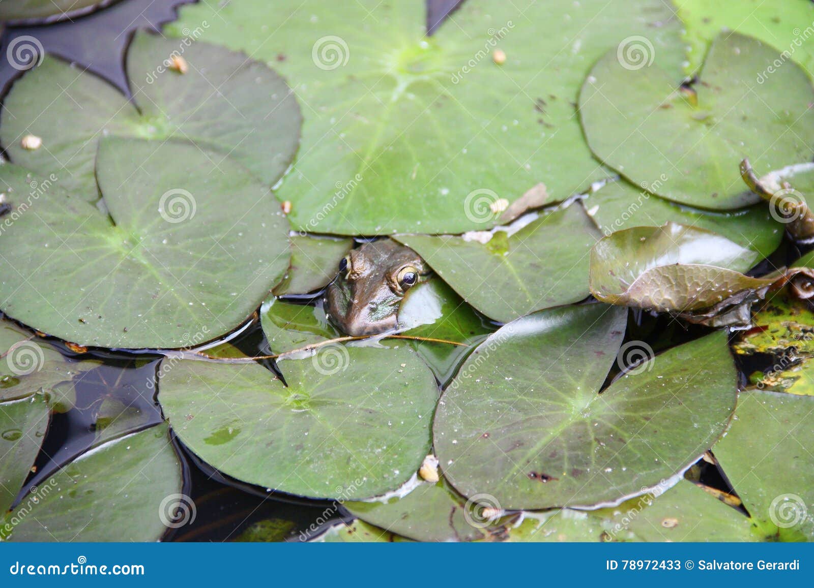Hidden frog in the pond stock image. Image of pond, animal - 78972433