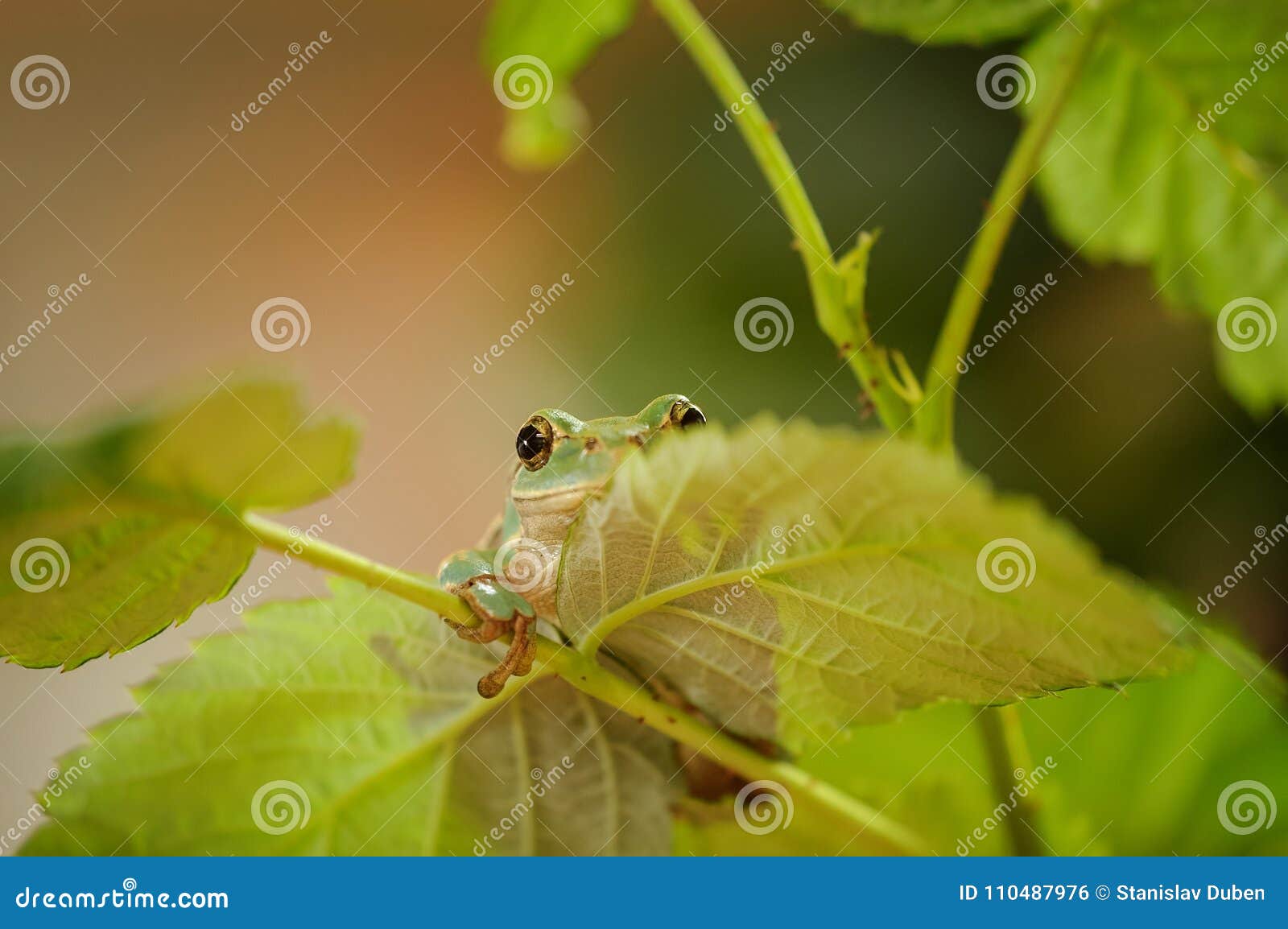 Hidden Frog on Stem of Raspberry Stock Photo - Image of biology, green ...