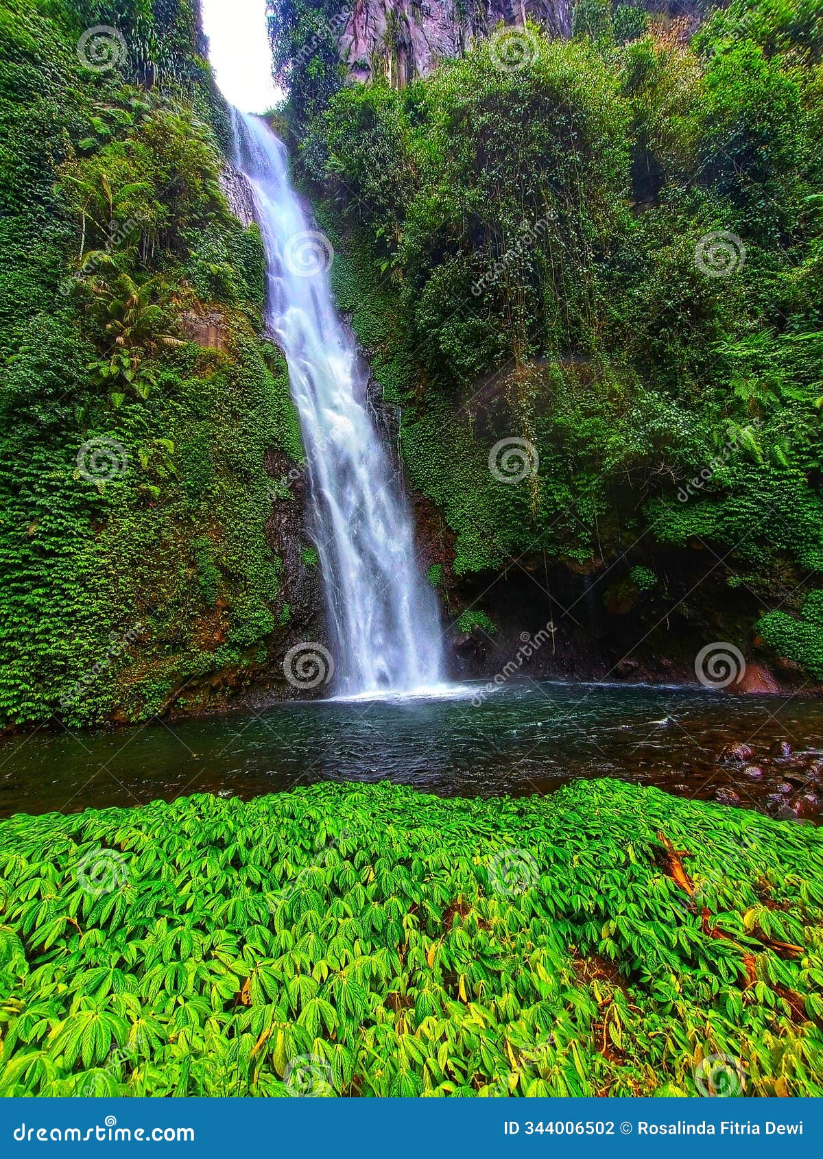 A Hidden Gem Nestled Deep within a Tropical Rainforest Stock Photo ...