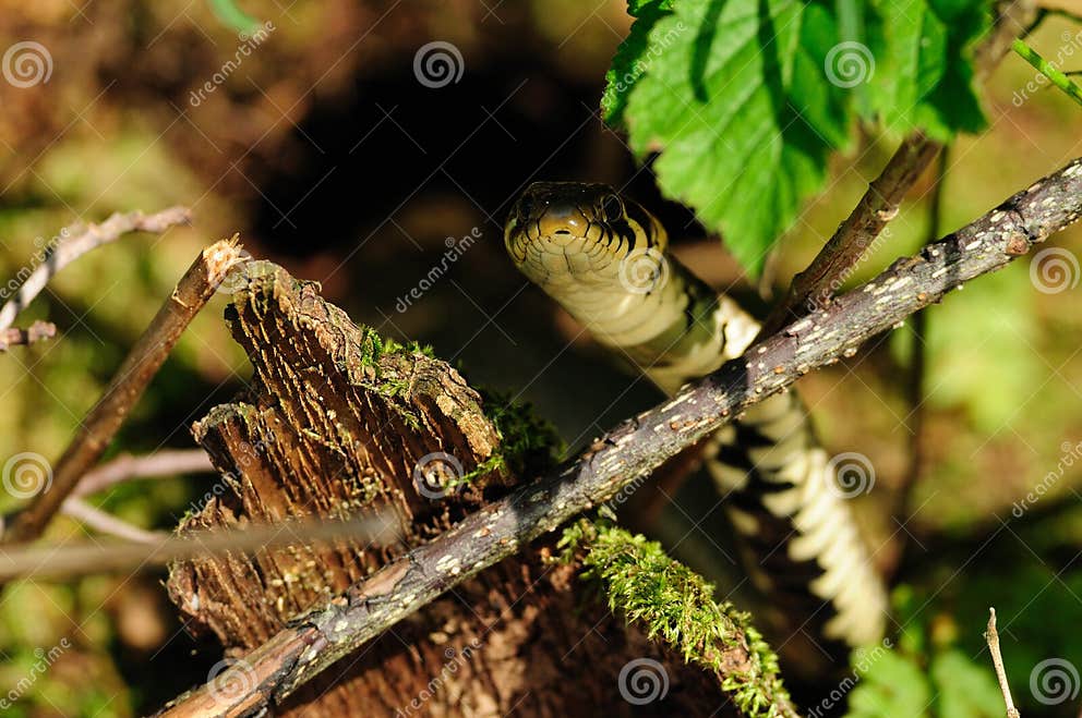 Hidden Grass Snake stock photo. Image of ringed, snake - 20088864