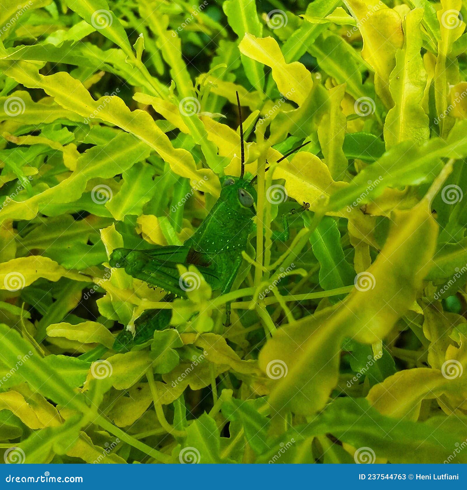 Hidden Grasshopper in Garden Stock Image - Image of plants, mountain ...
