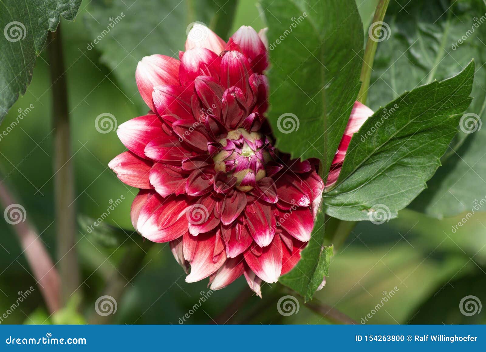 Hidden stock photo. Image of summer, flower, pink, hidden - 154263800