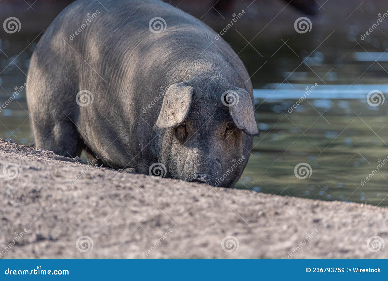 Hidden Iberian Pig Looking at the Camera Stock Image - Image of farm ...