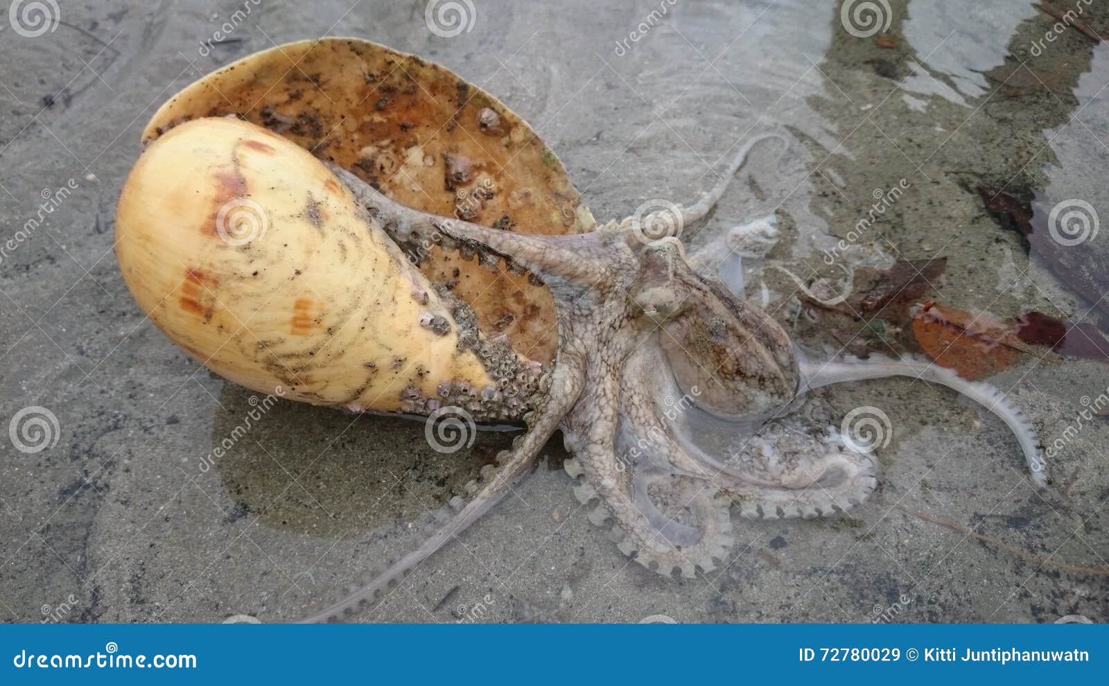 Hidden stock image. Image of sand, octopus, hidden, shell - 72780029