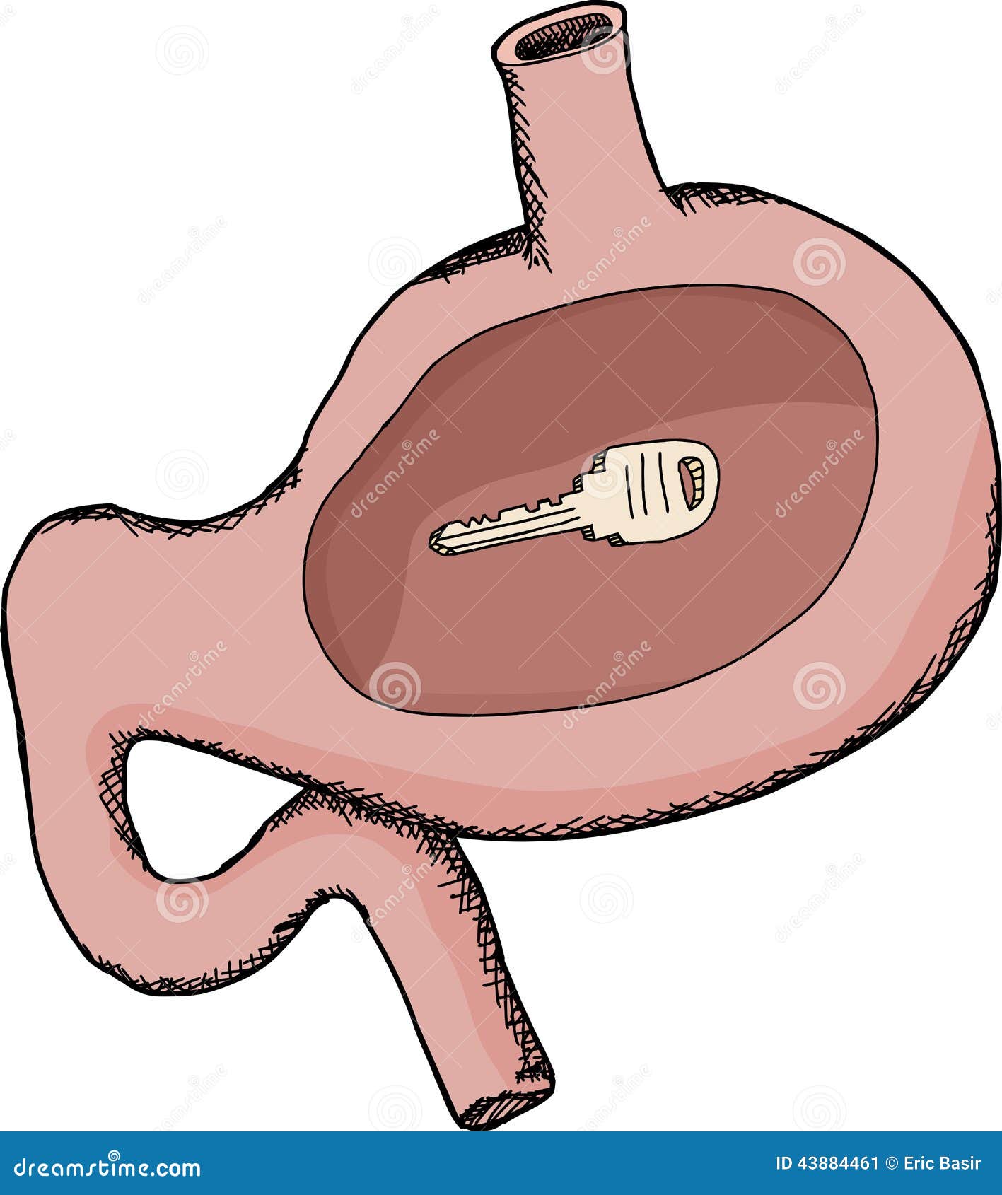 Hidden Key in Stomach stock vector. Illustration of anatomy - 43884461