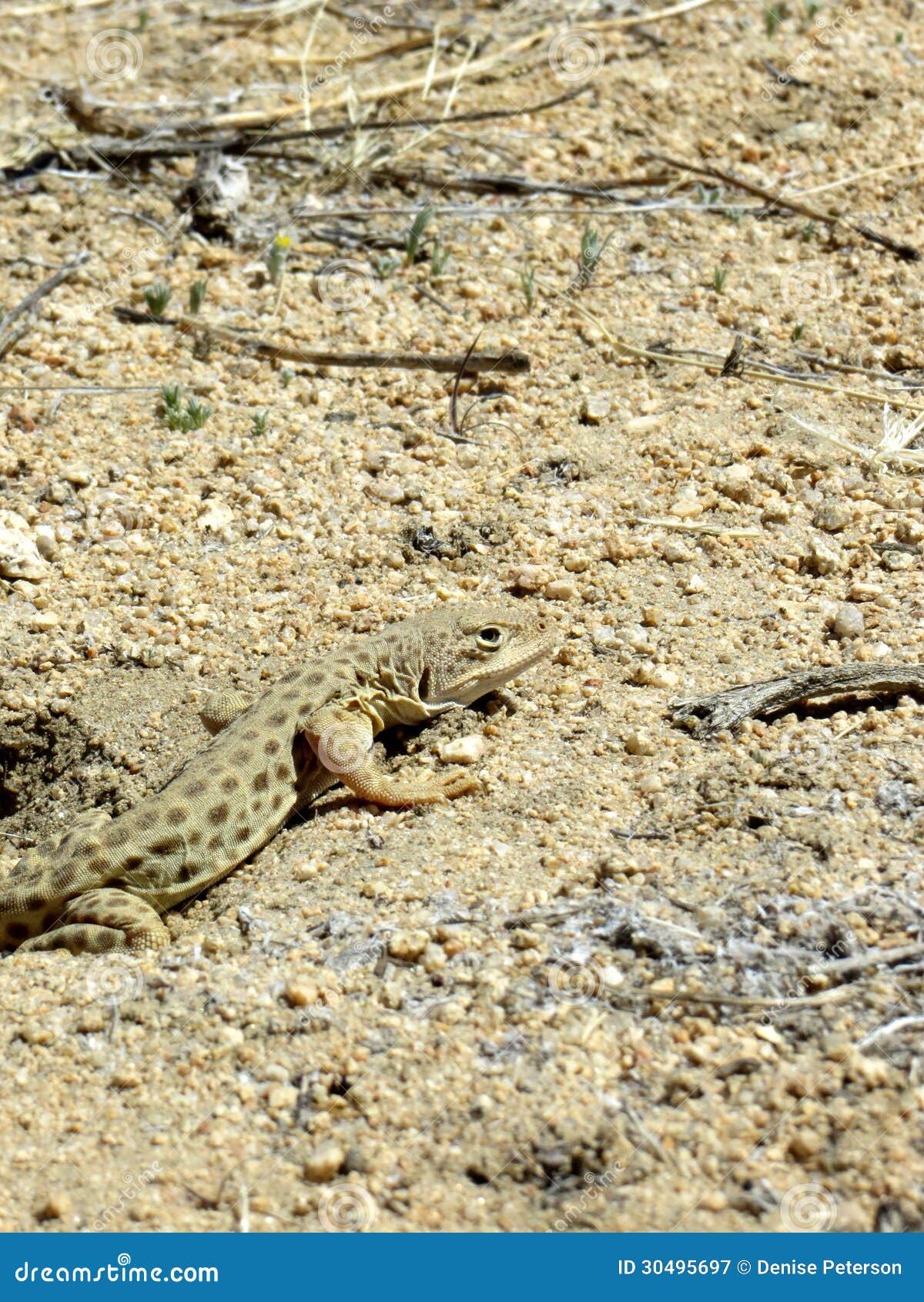 Hidden Lizard stock image. Image of creature, joshua - 30495697