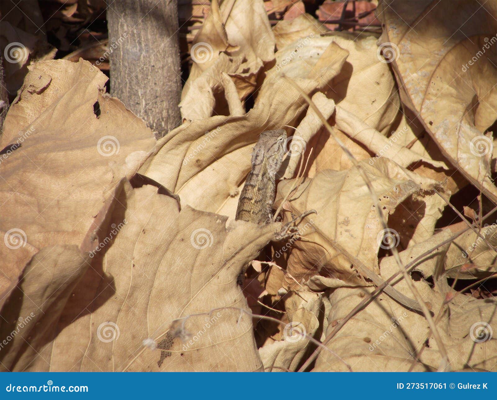 Hidden Lizard Its Habitat Stock Photos - Free & Royalty-Free Stock ...