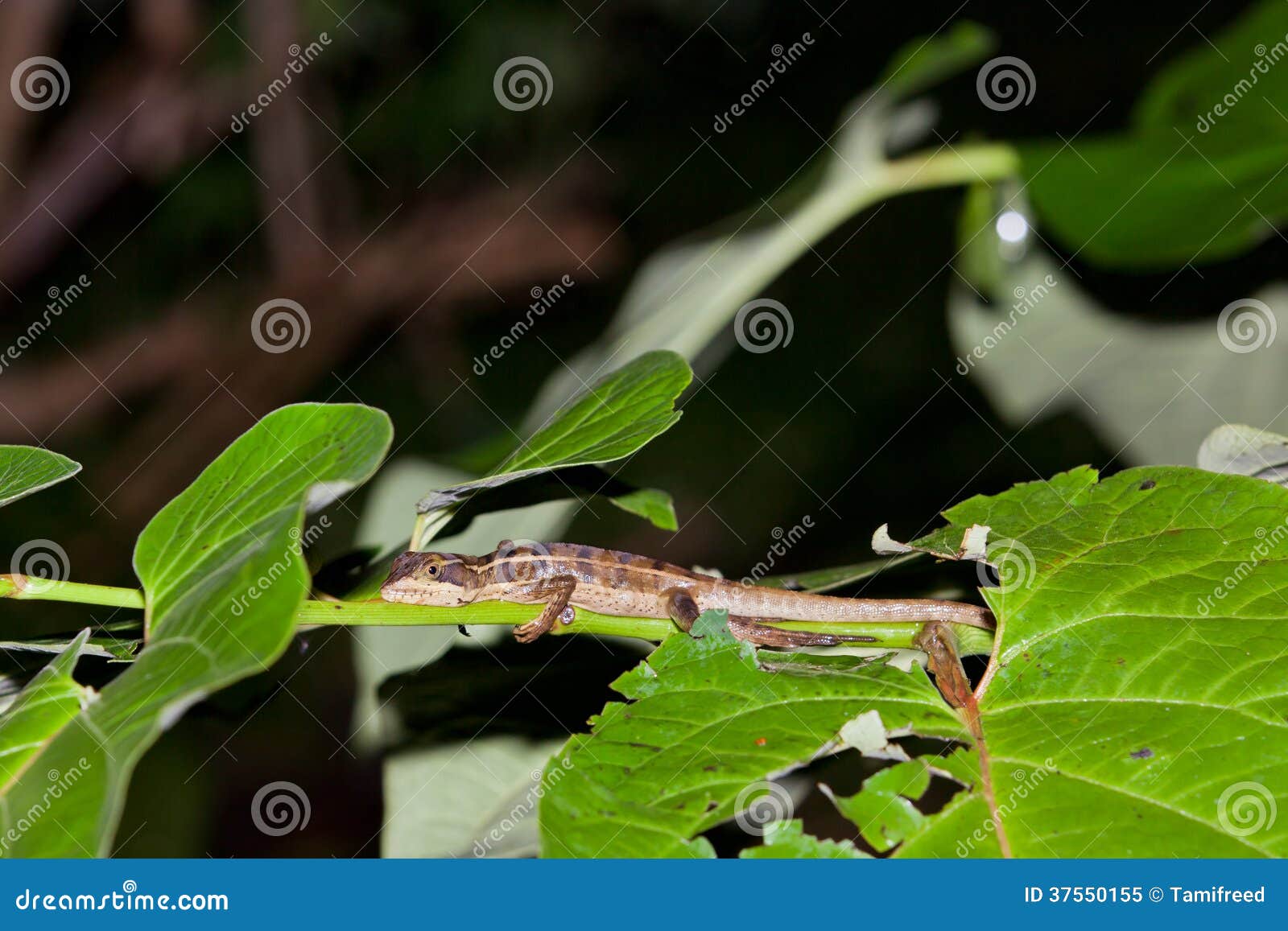 Hidden Lizard at Night stock image. Image of adventure - 37550155
