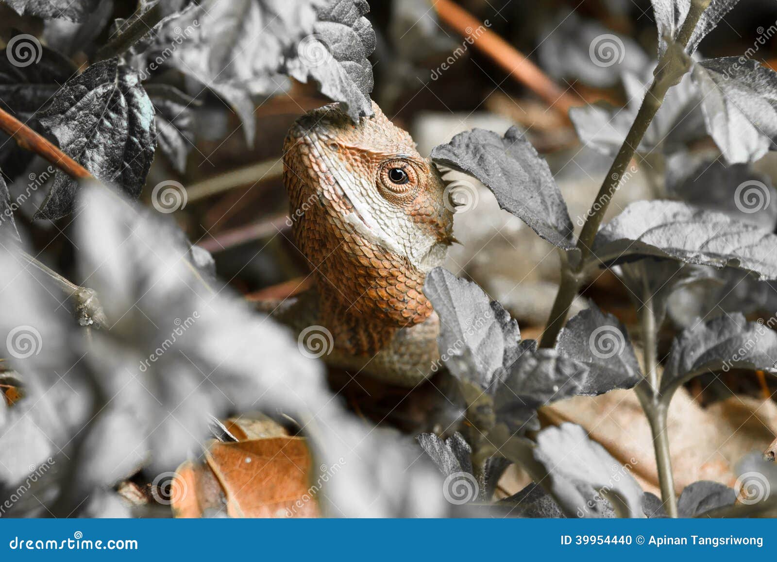 Hidden lizards stock photo. Image of lizard, color, green - 39954440