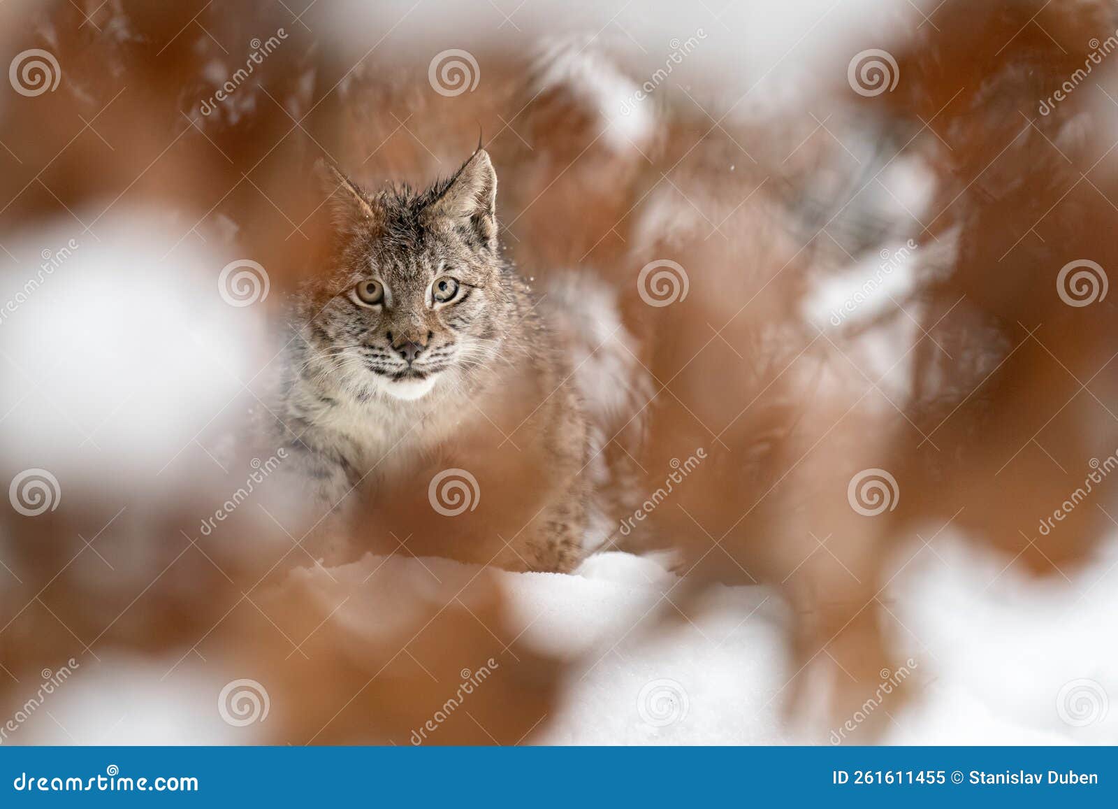 Hidden Lynx between Tree Leafs in the Winter. Predator in the Snow and ...