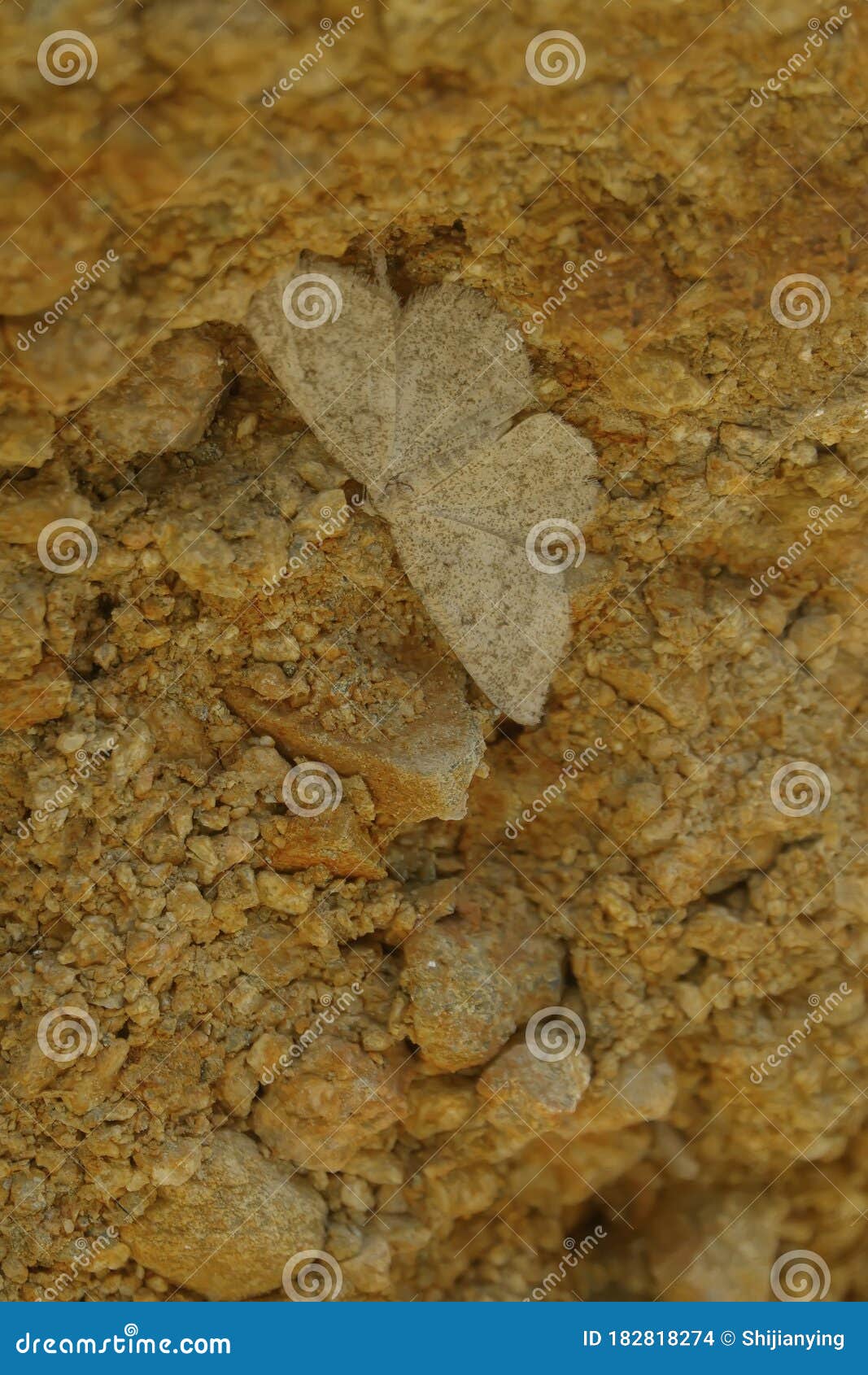 Hidden moth stock photo. Image of wild, insects, protective - 182818274