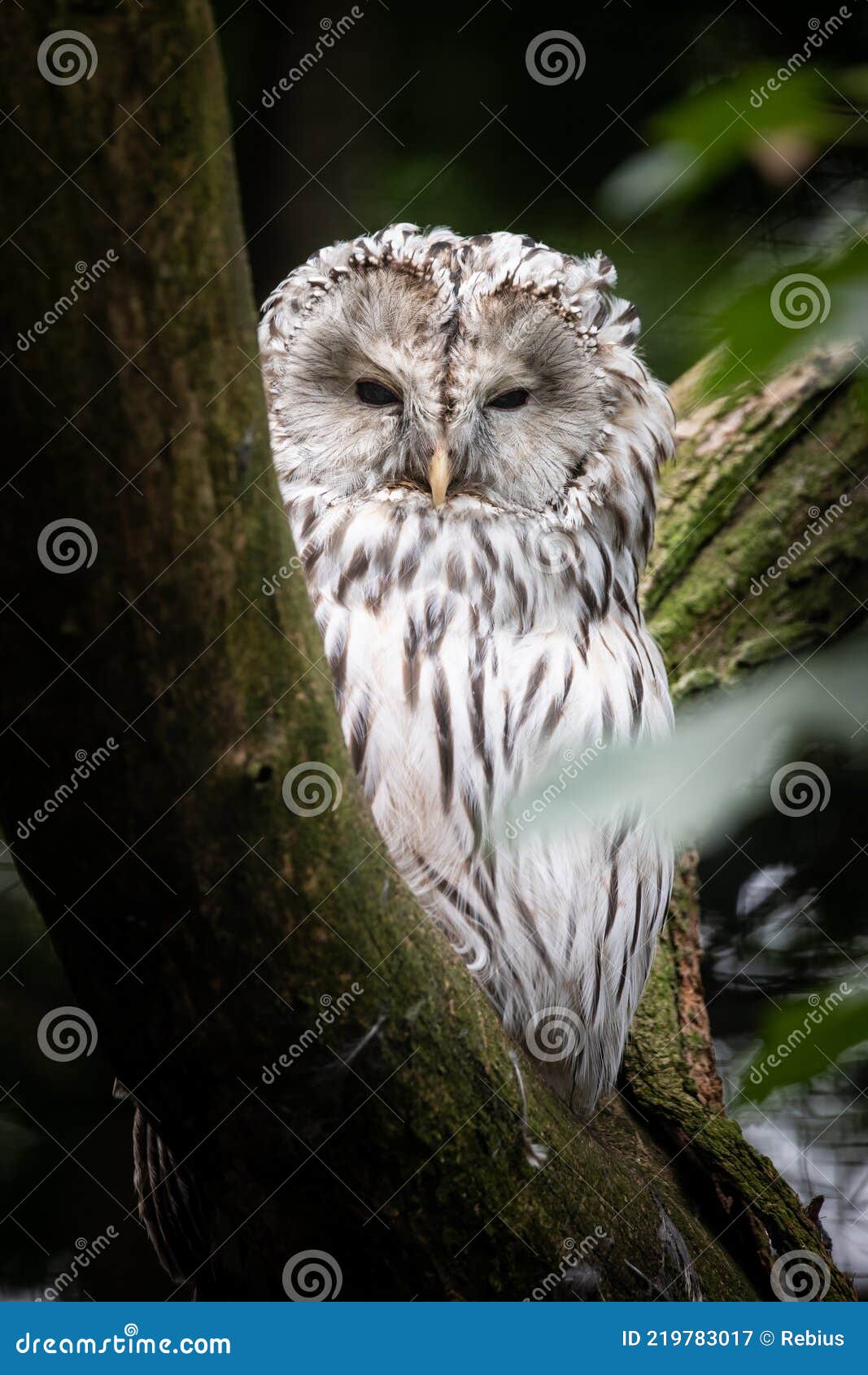 Hidden owl stock image. Image of natural, beautiful - 219783017