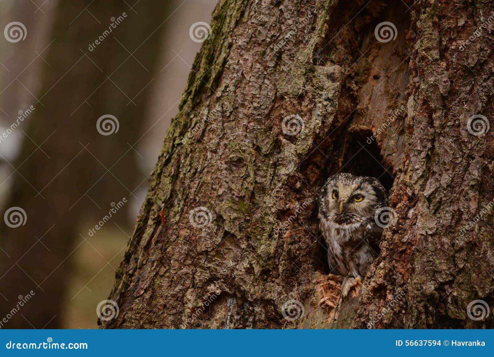 963 Hidden Owl Photos - Free & Royalty-Free Stock Photos from Dreamstime