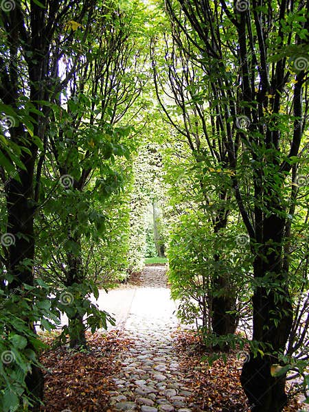 Hidden Path stock photo. Image of hidden, forest, path - 11361998