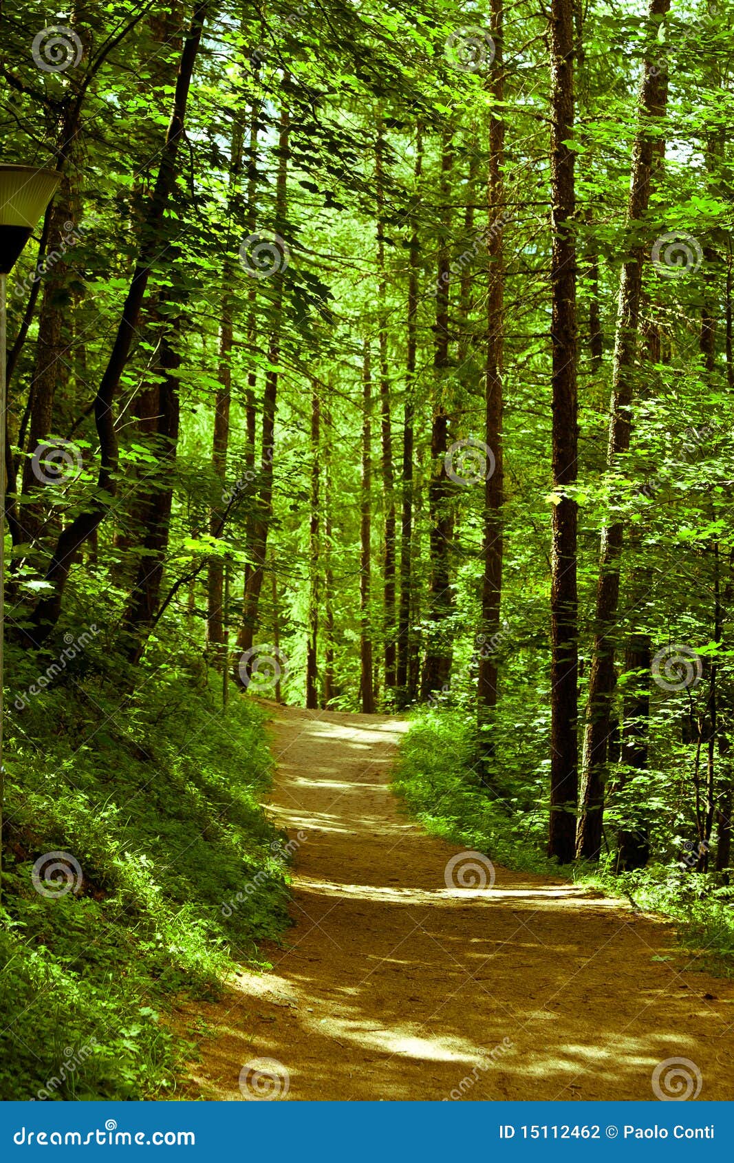 The hidden path stock photo. Image of forest, nature - 15112462