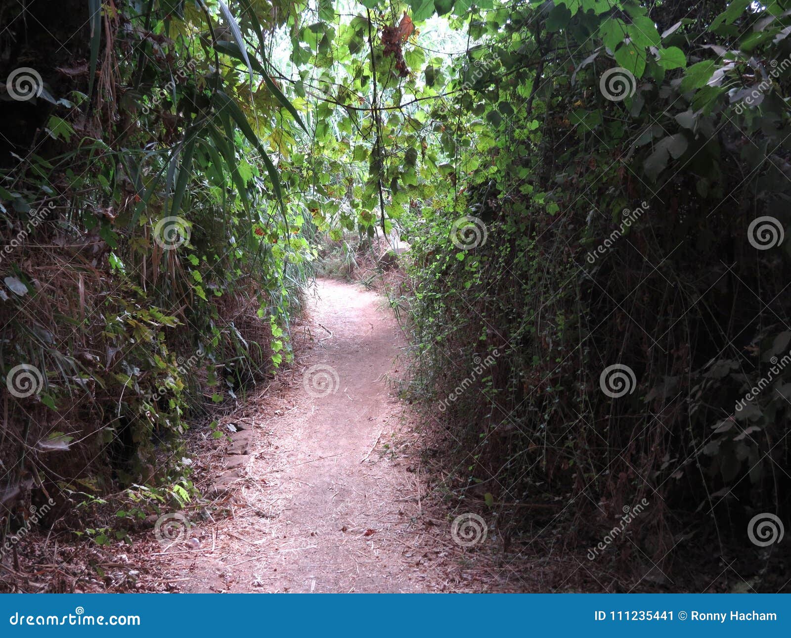 Hidden Path stock image. Image of path, bush, forest - 111235441