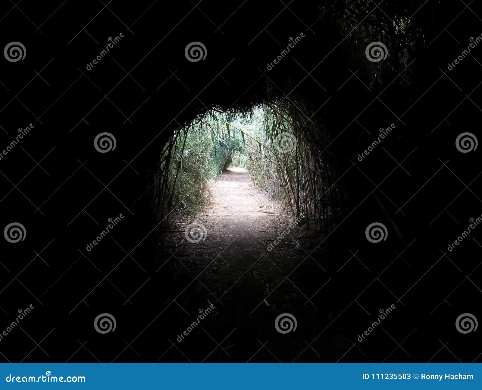 Hidden Path stock image. Image of bush, trees, grey - 111235503