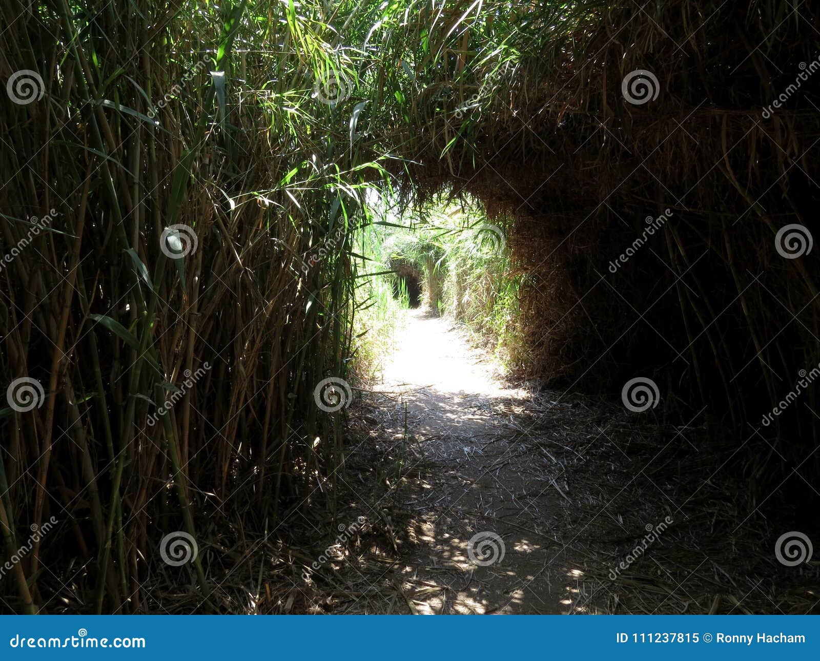 Hidden Path stock image. Image of track, green, shadow - 111237815