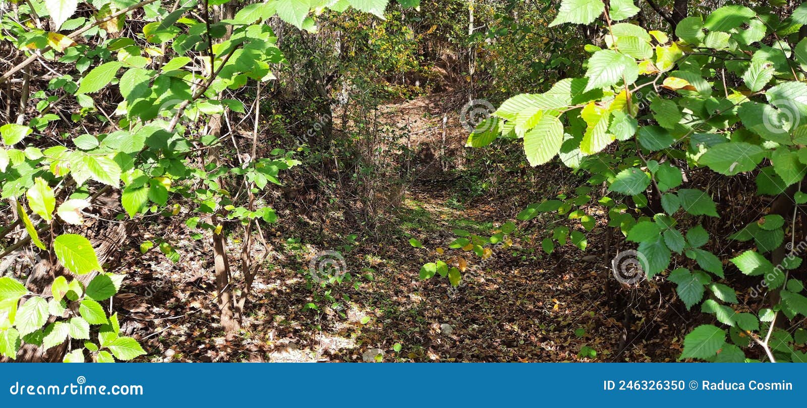 Hidden Path through the Trees Stock Photo - Image of path, autumn ...