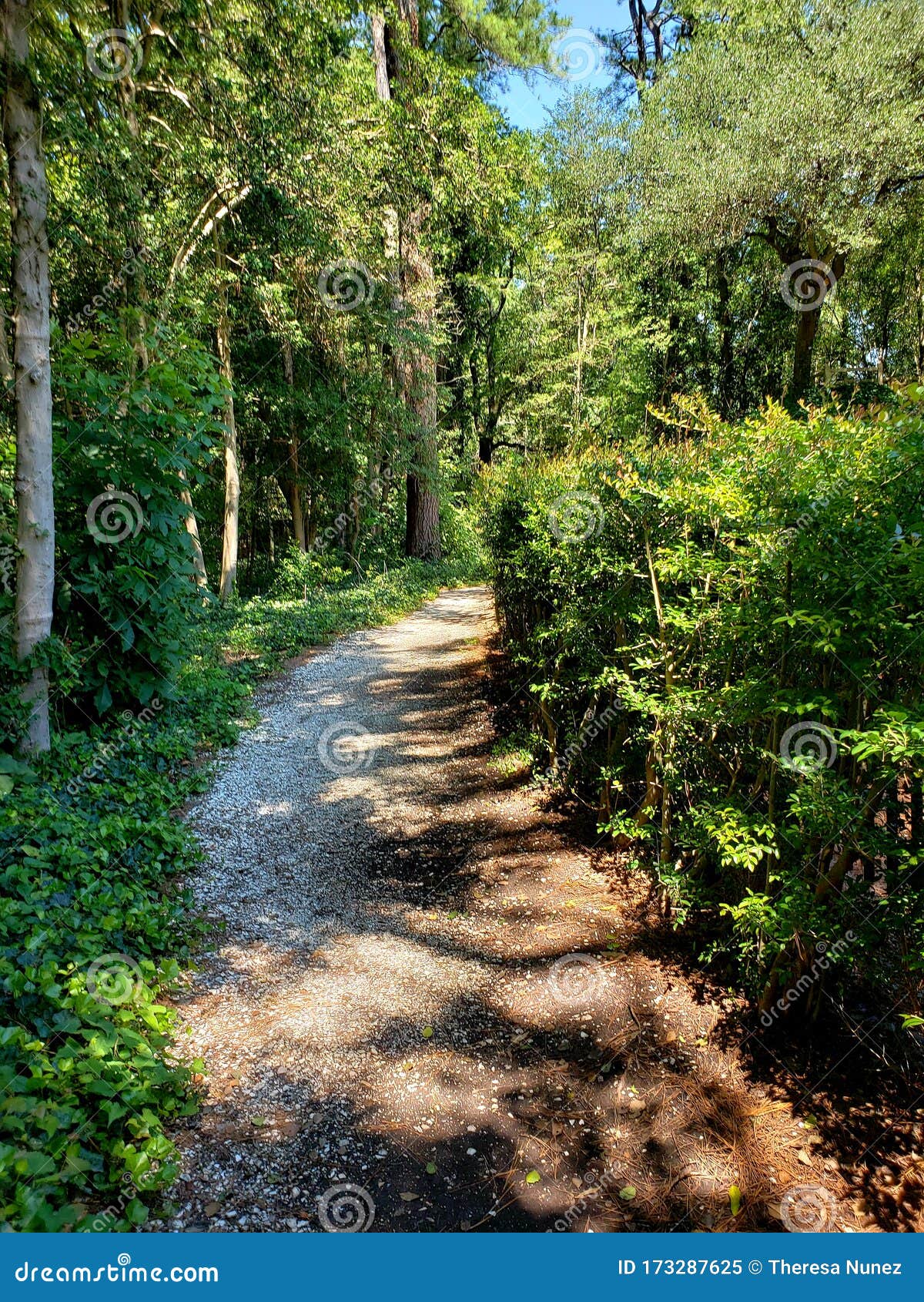 Hidden Path into the Trees. Williamsburg, VA Stock Image - Image of ...