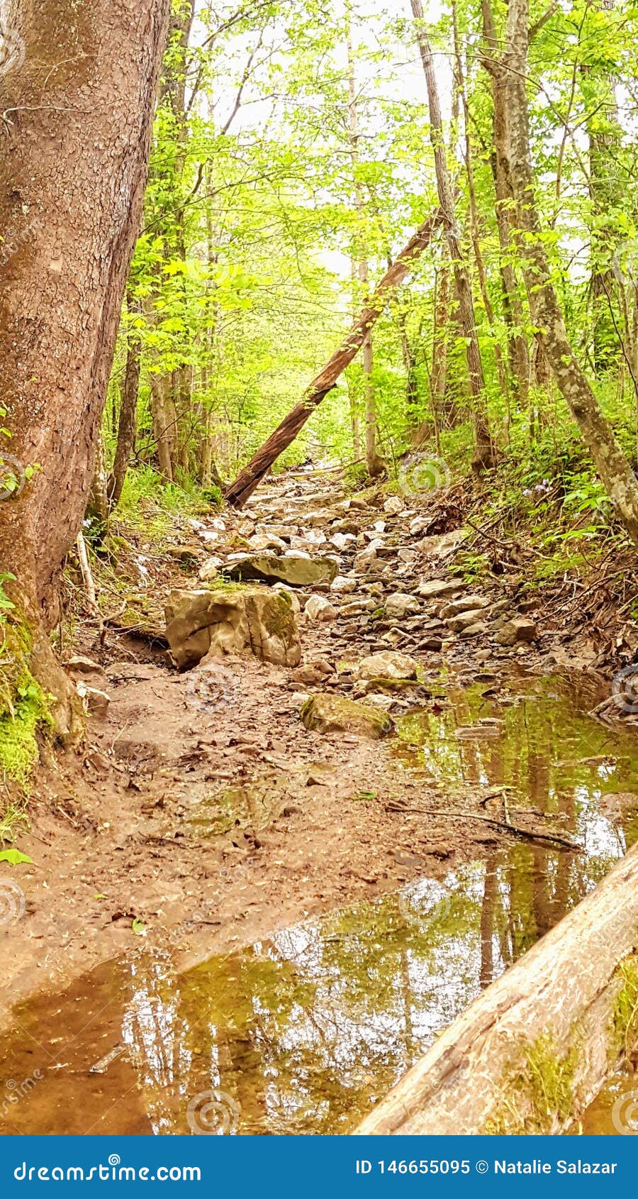 Hidden path in the woods stock image. Image of outdoors - 146655095