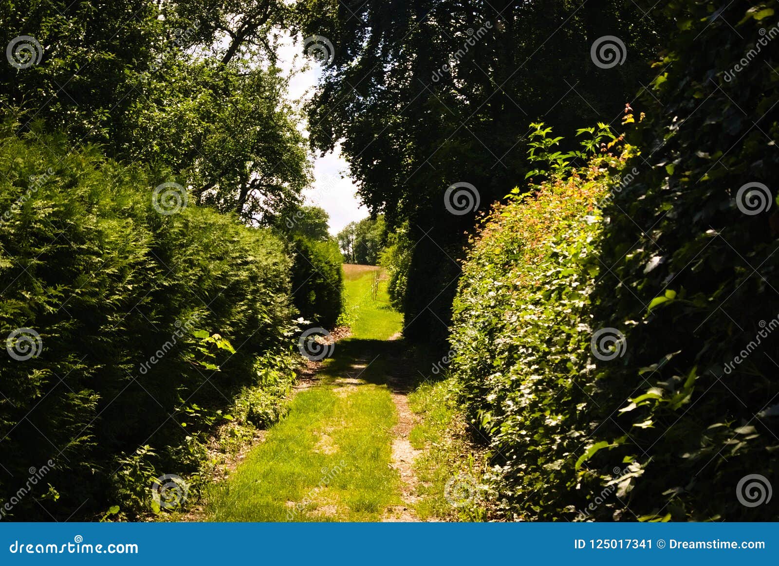 Path through Green Bushes in the Sun Stock Image - Image of sunlight ...