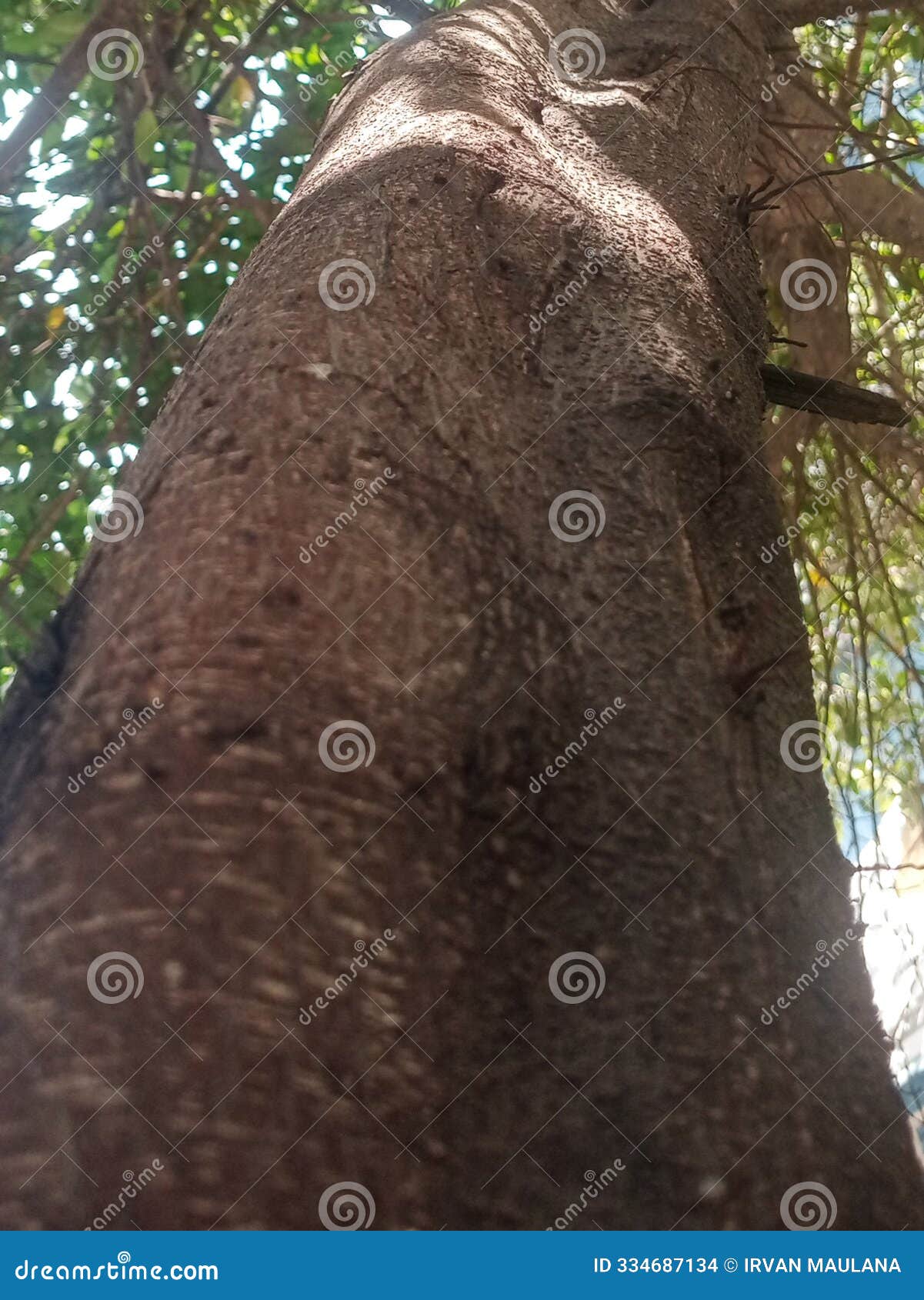 The Hidden Pillar of Nature, the Root of Life Stock Photo - Image of ...