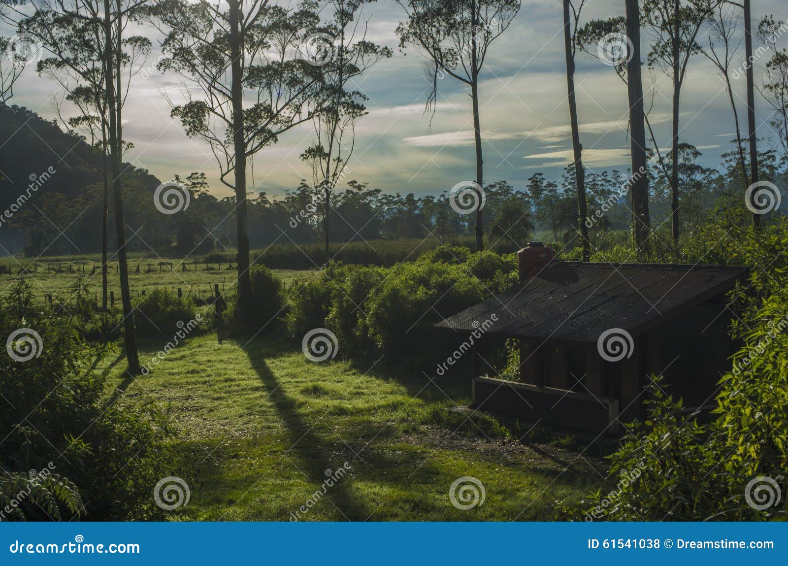 A Hidden Place stock photo. Image of branches, early - 61541038