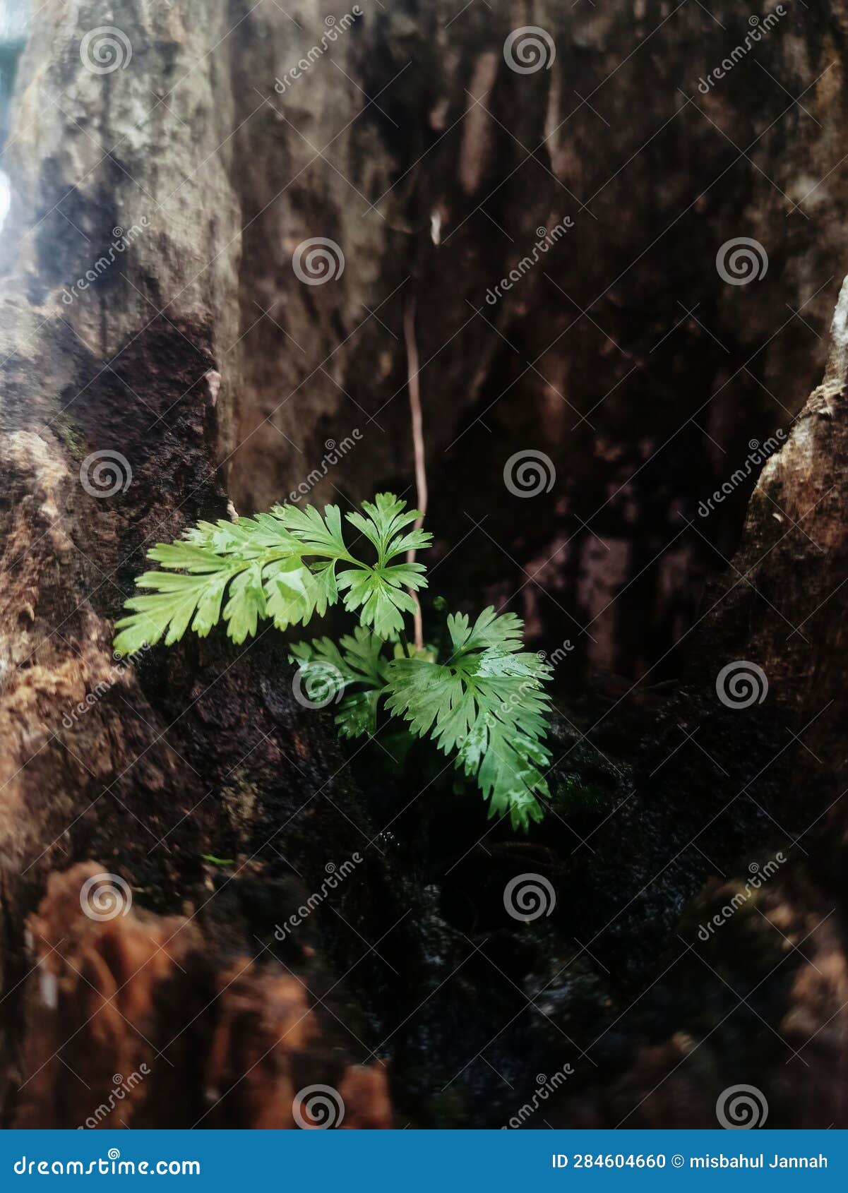 Hidden Plant in Green Colour Stock Photo - Image of nature, colour ...
