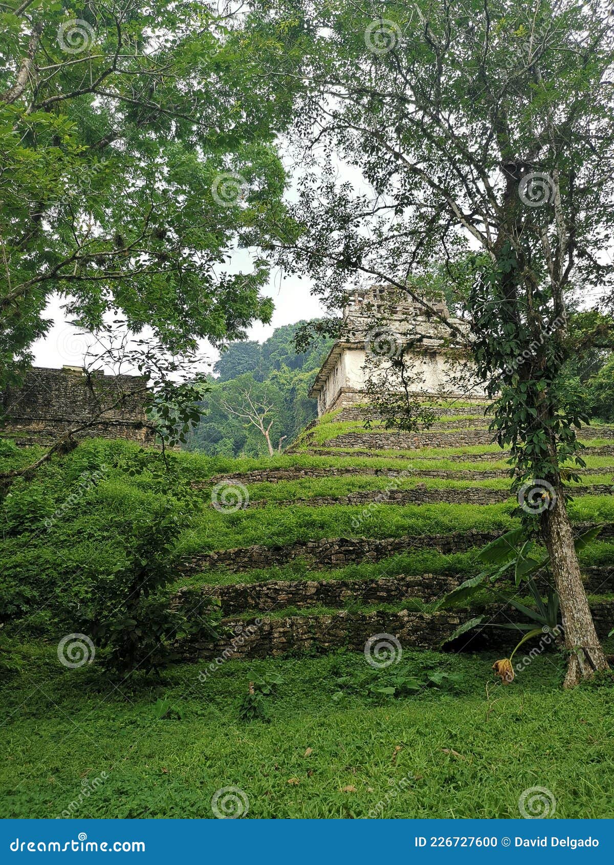 Pyramid In The Jungle By Tikal - Guatemala Stock Photography ...