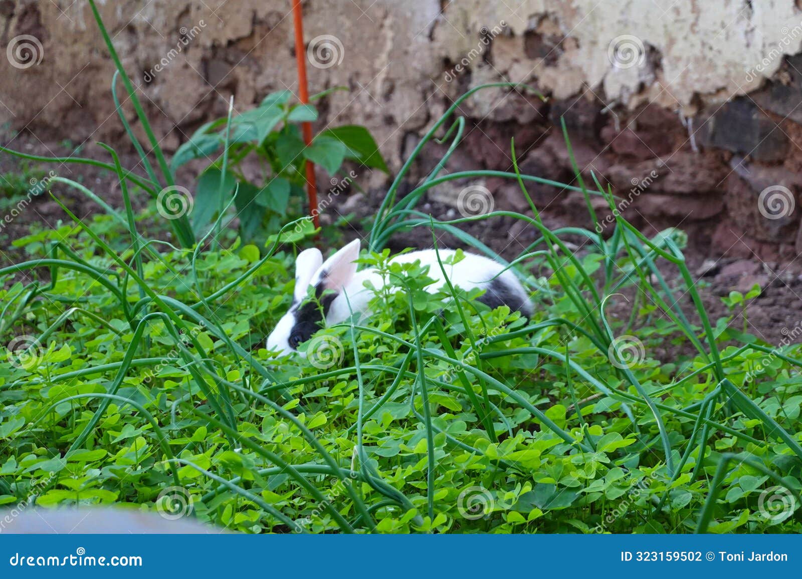 Hidden Rabbit Eating Vegetables from the Vegetable Garden. Rabbit Pest ...