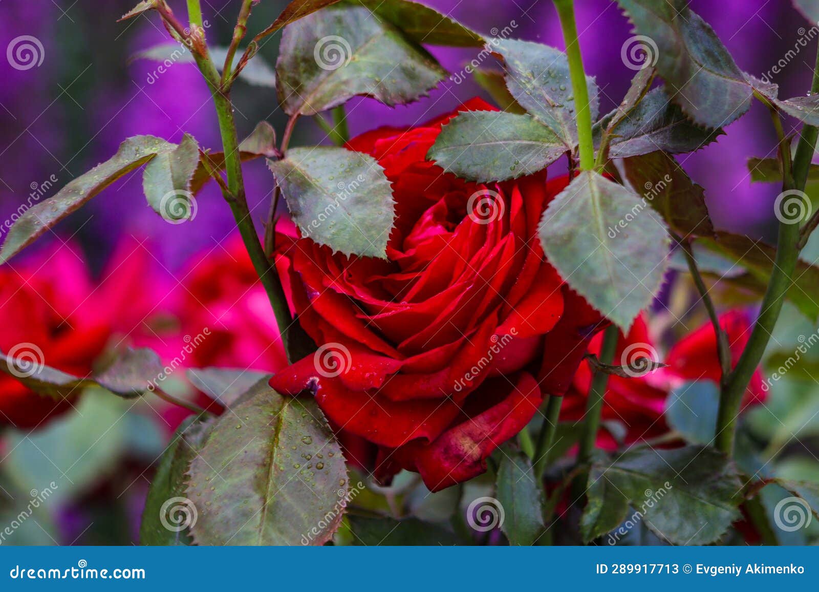 Hidden Red Rose Bud Close Up Stock Image - Image of rose, hidden: 289917713