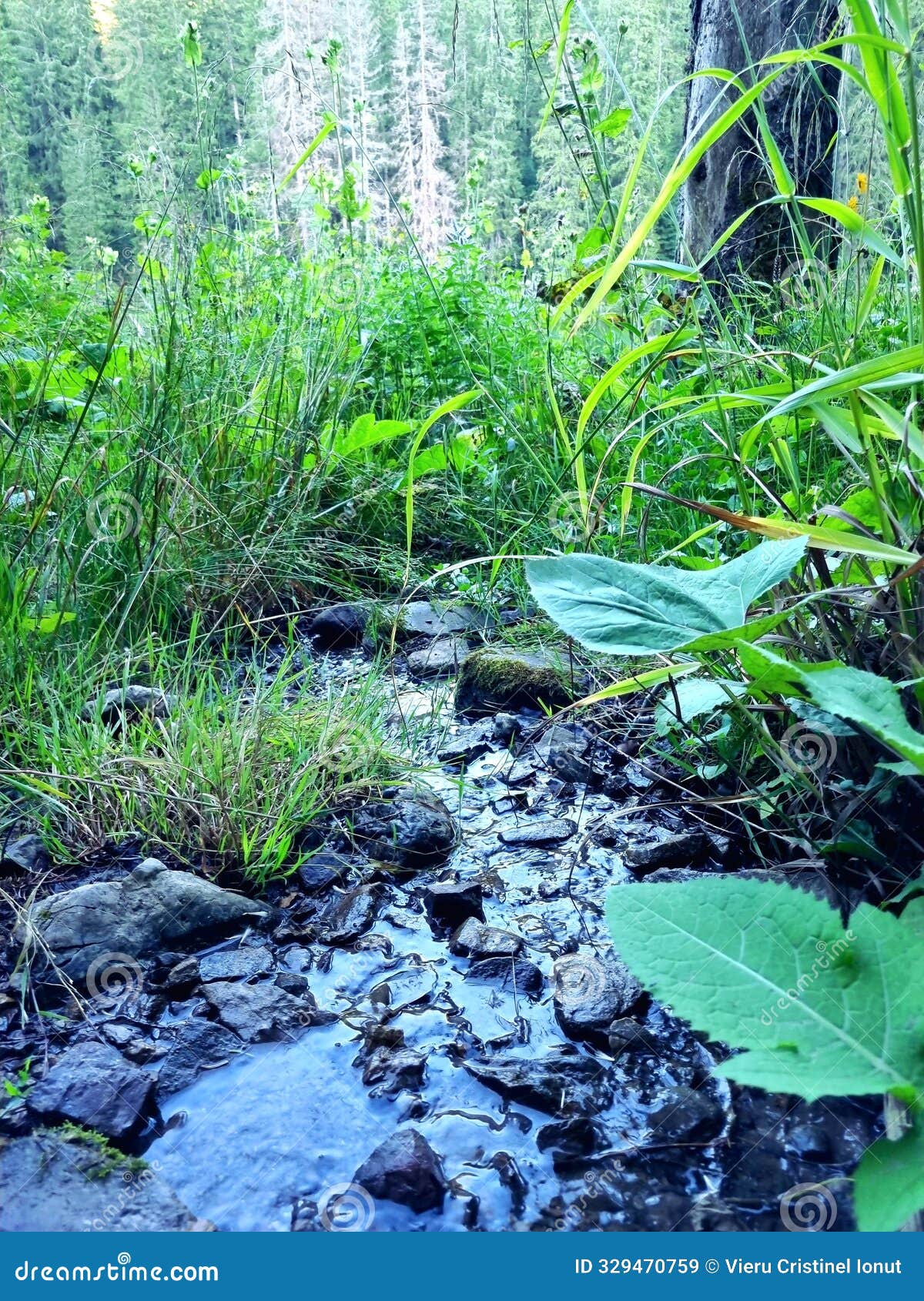 Hidden River Royalty-Free Stock Photo | CartoonDealer.com #261959889