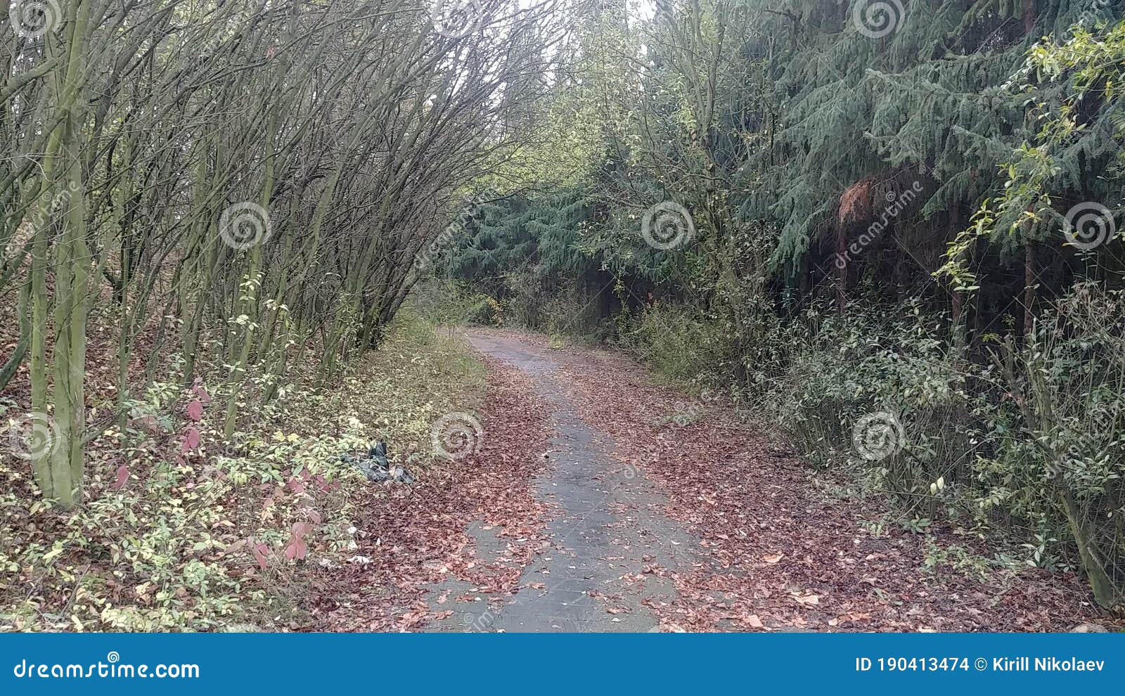 Hidden road through trees stock photo. Image of road - 190413474