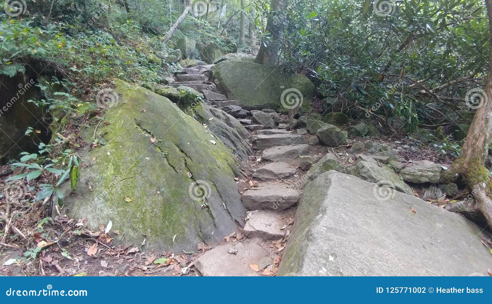 Hidden rock step path stock photo. Image of trail, step - 125771002