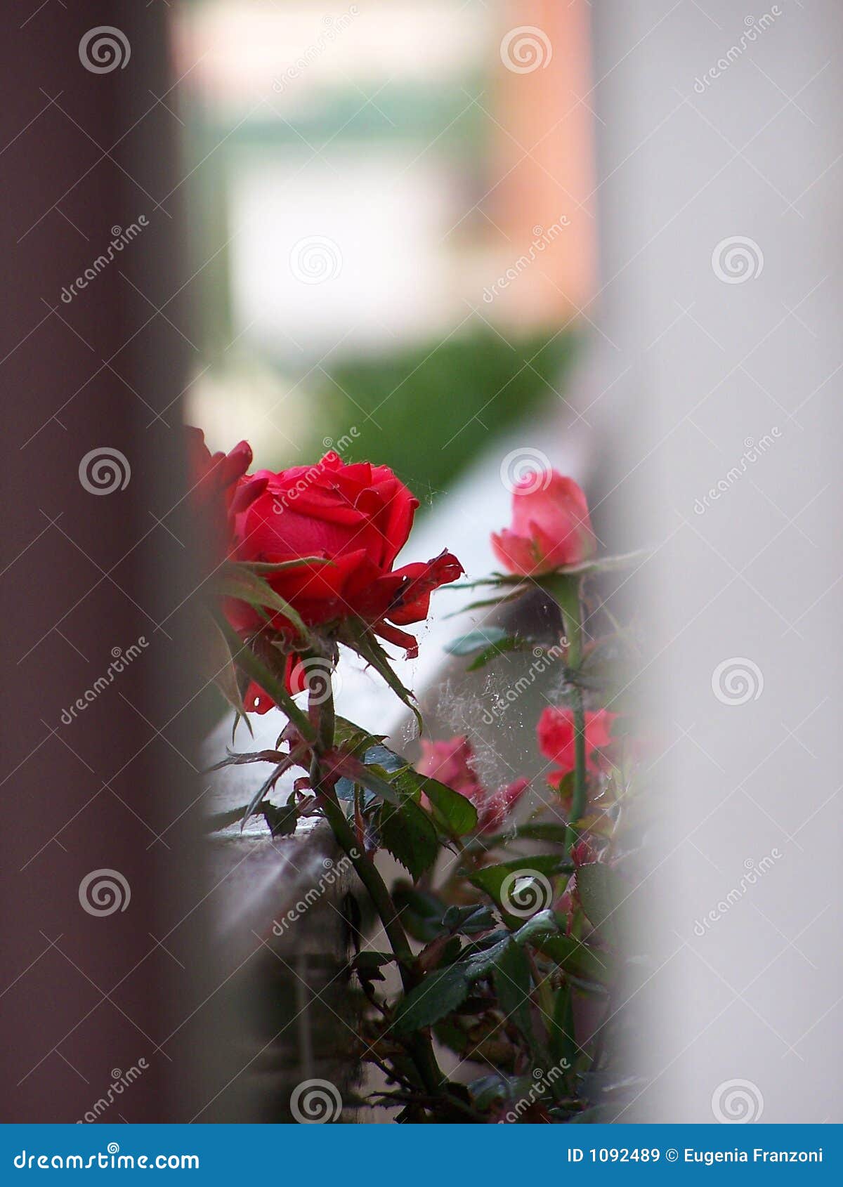 Hidden roses stock image. Image of balcony, rose, roses - 1092489