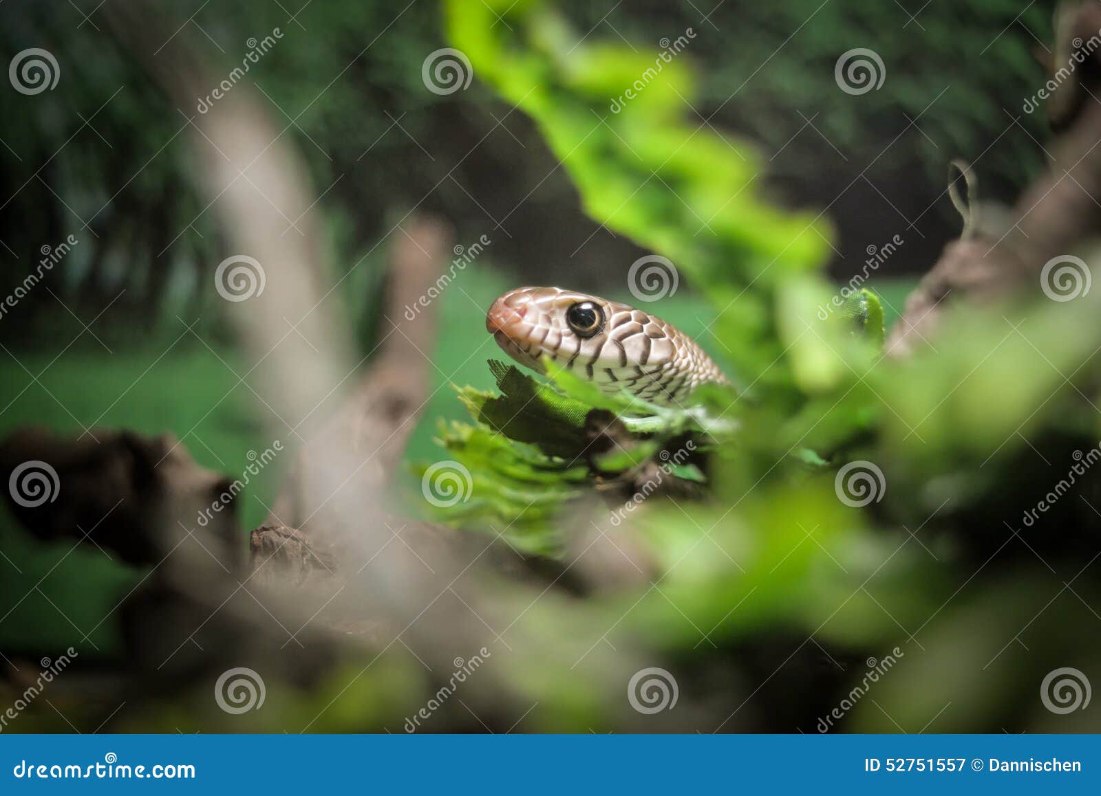 Hidden snake stock image. Image of grass, head, look - 52751557