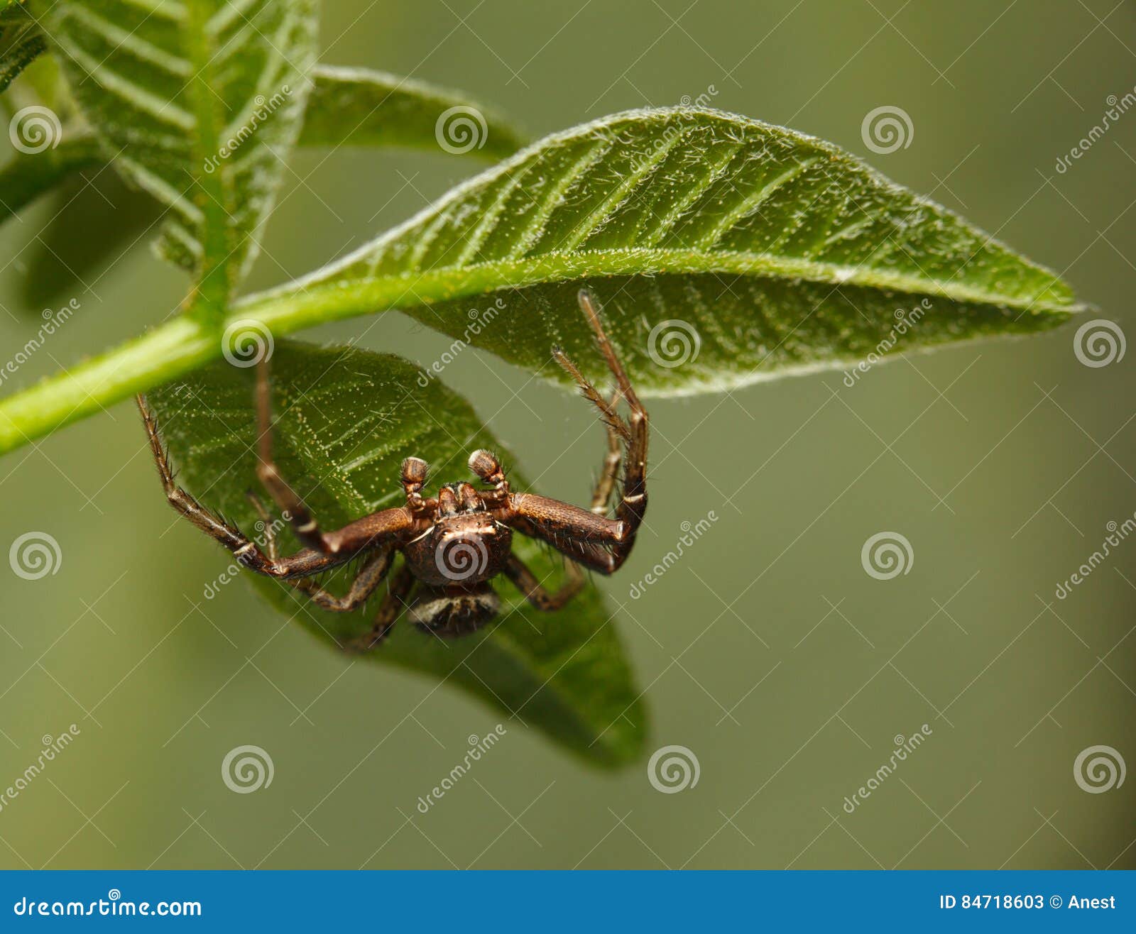 Hidden spider stock image. Image of life, arthropod, wild - 84718603