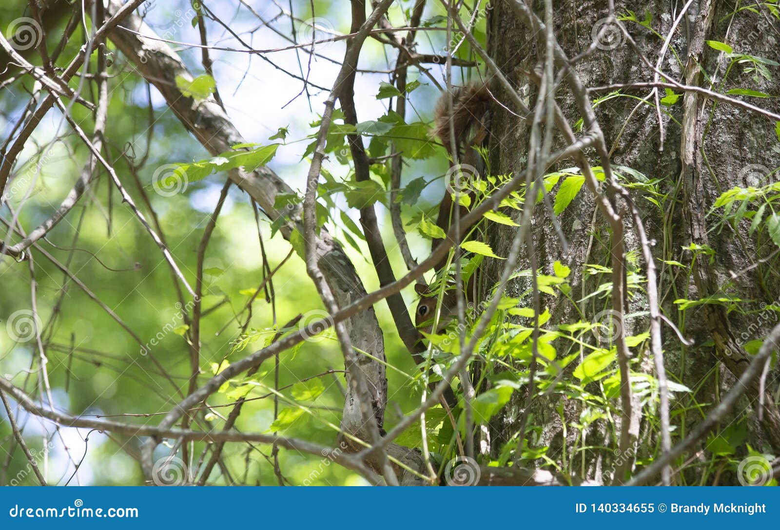 Hidden Squirrel Descending Tree Stock Image - Image of bark, nature ...