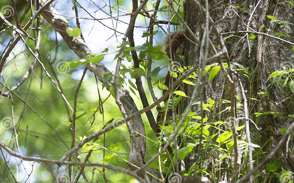 Hidden Squirrel Descending Tree Stock Image - Image of bark, nature ...