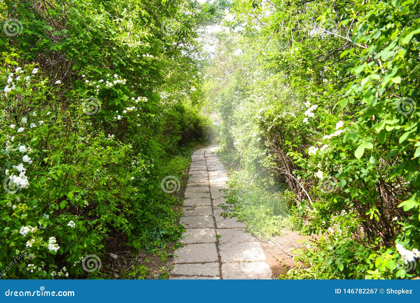 Hidden Stone Path in the Forest Stock Image - Image of branches, hike ...