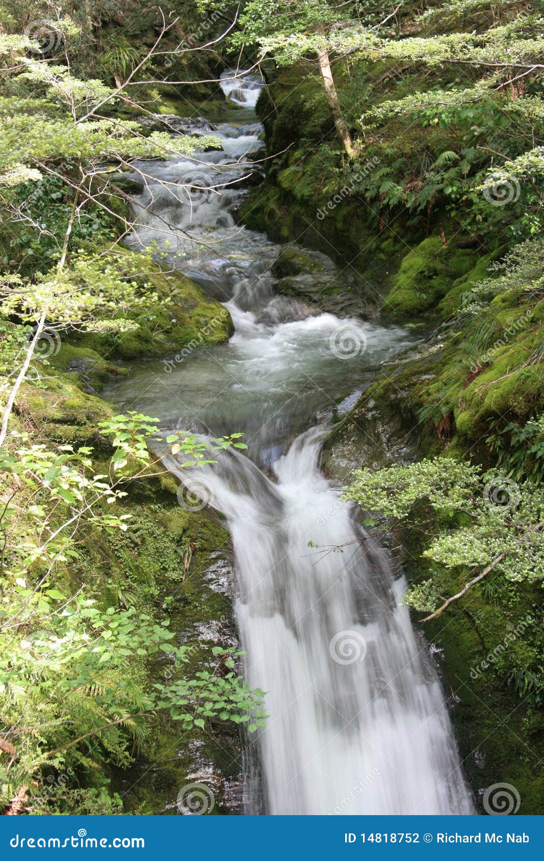 Hidden Stream stock photo. Image of park, beech, landscape - 14818752
