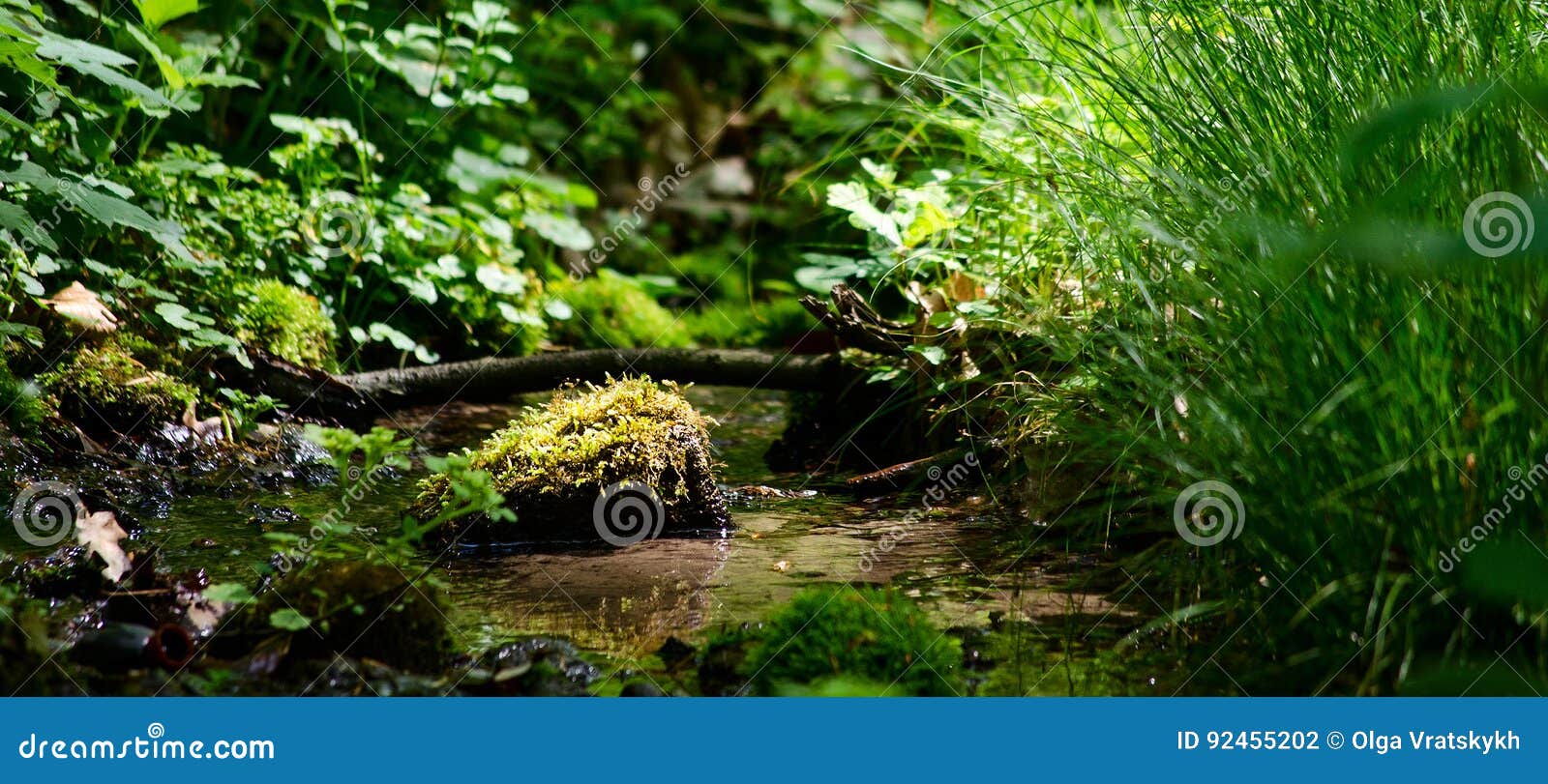 Hidden Stream in Wild Forest Stock Photo - Image of outdoor, mystery ...