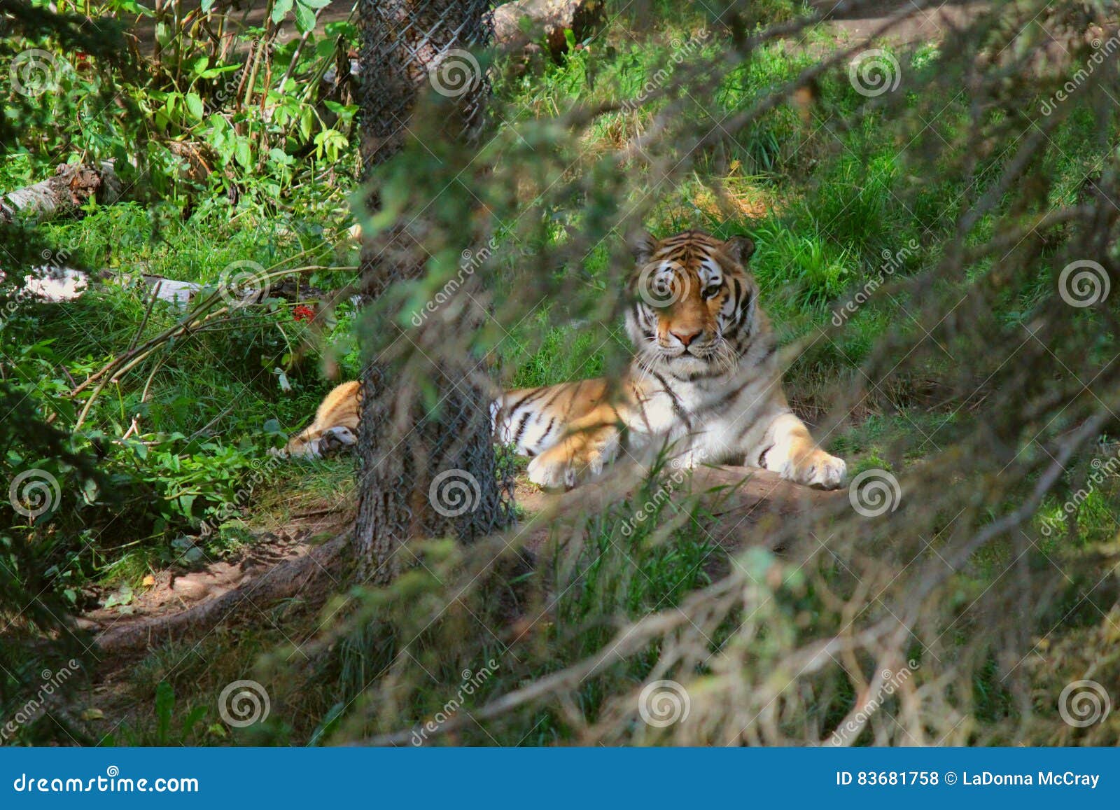 Hidden tiger stock photo. Image of trees, hidden, tiger - 83681758
