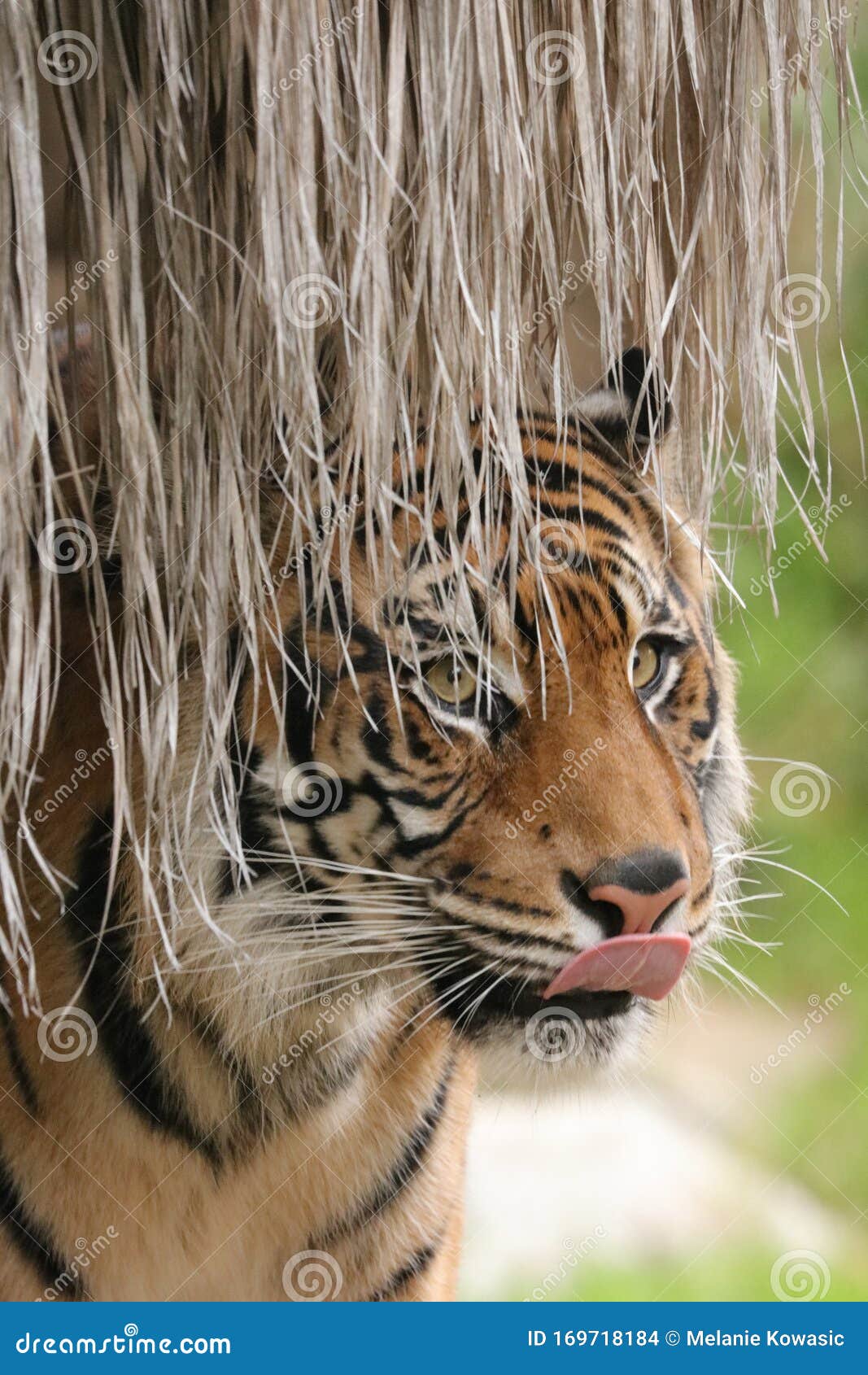 Hidden Tiger stock photo. Image of love, exotic, raptor - 169718184