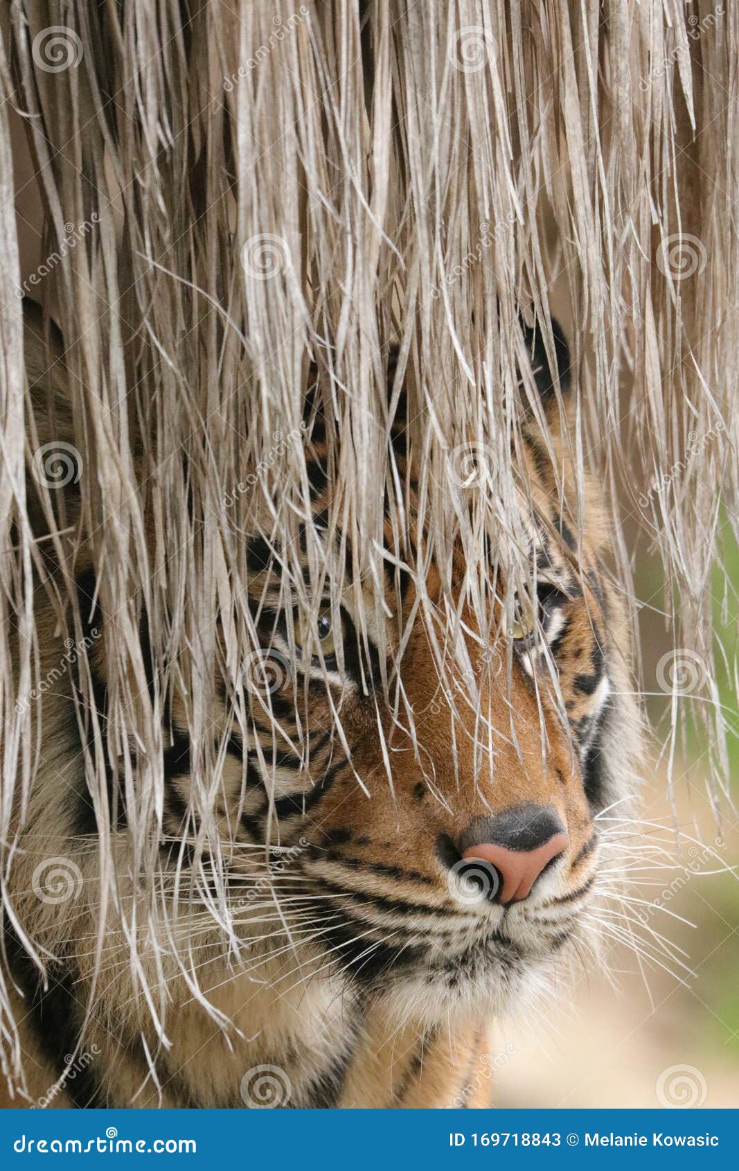 Hidden Tiger Royalty-Free Stock Photography | CartoonDealer.com #169718843