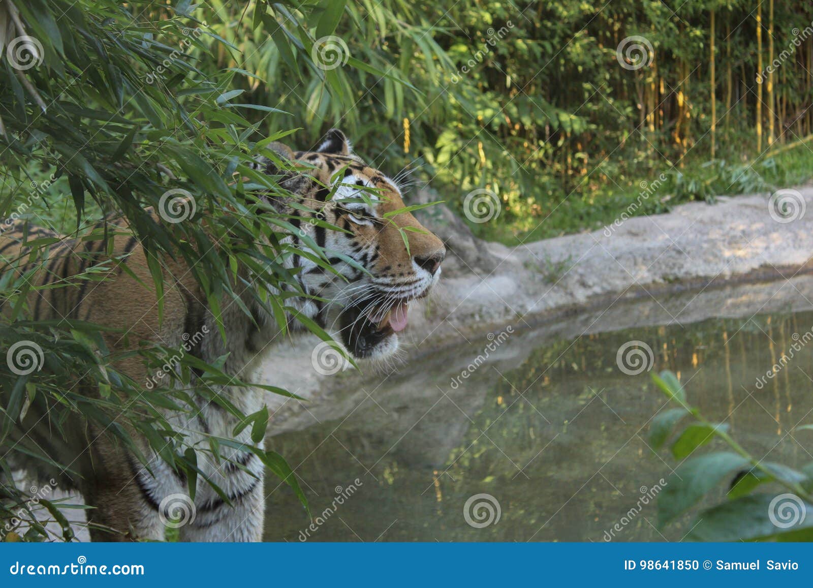 Hidden Tiger Stock Photo | CartoonDealer.com #169718184