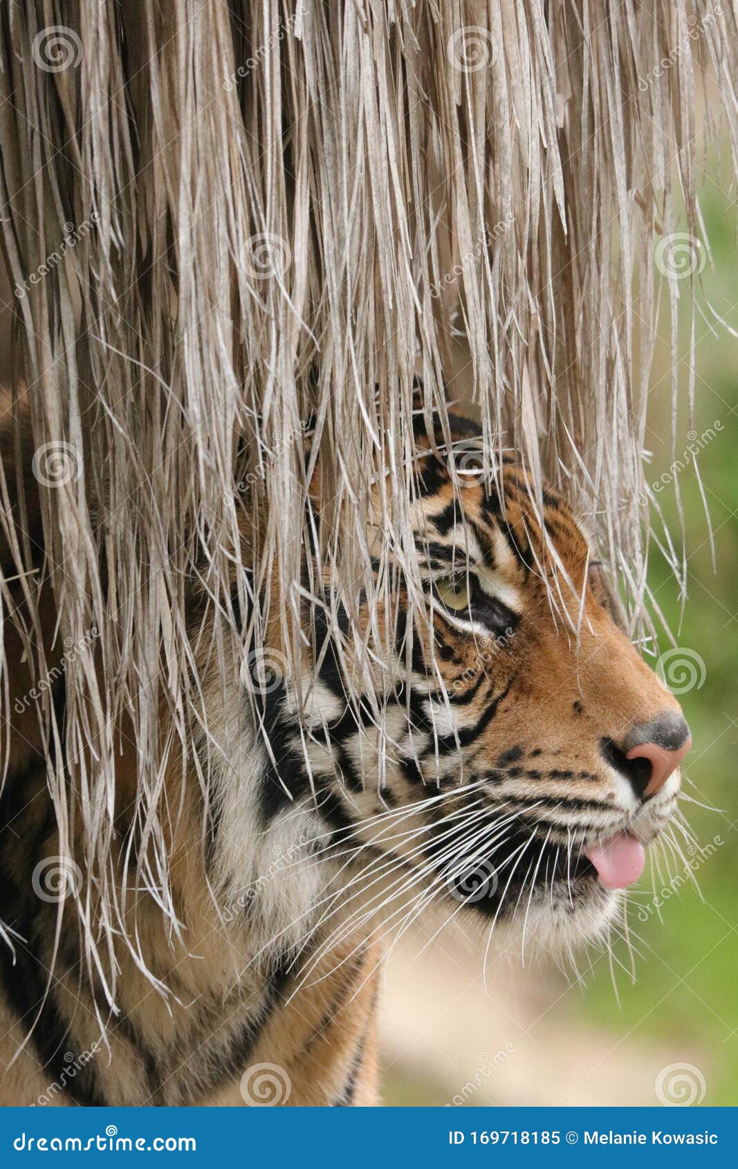 Hidden Tiger stock image. Image of india, palm, bird - 169718185